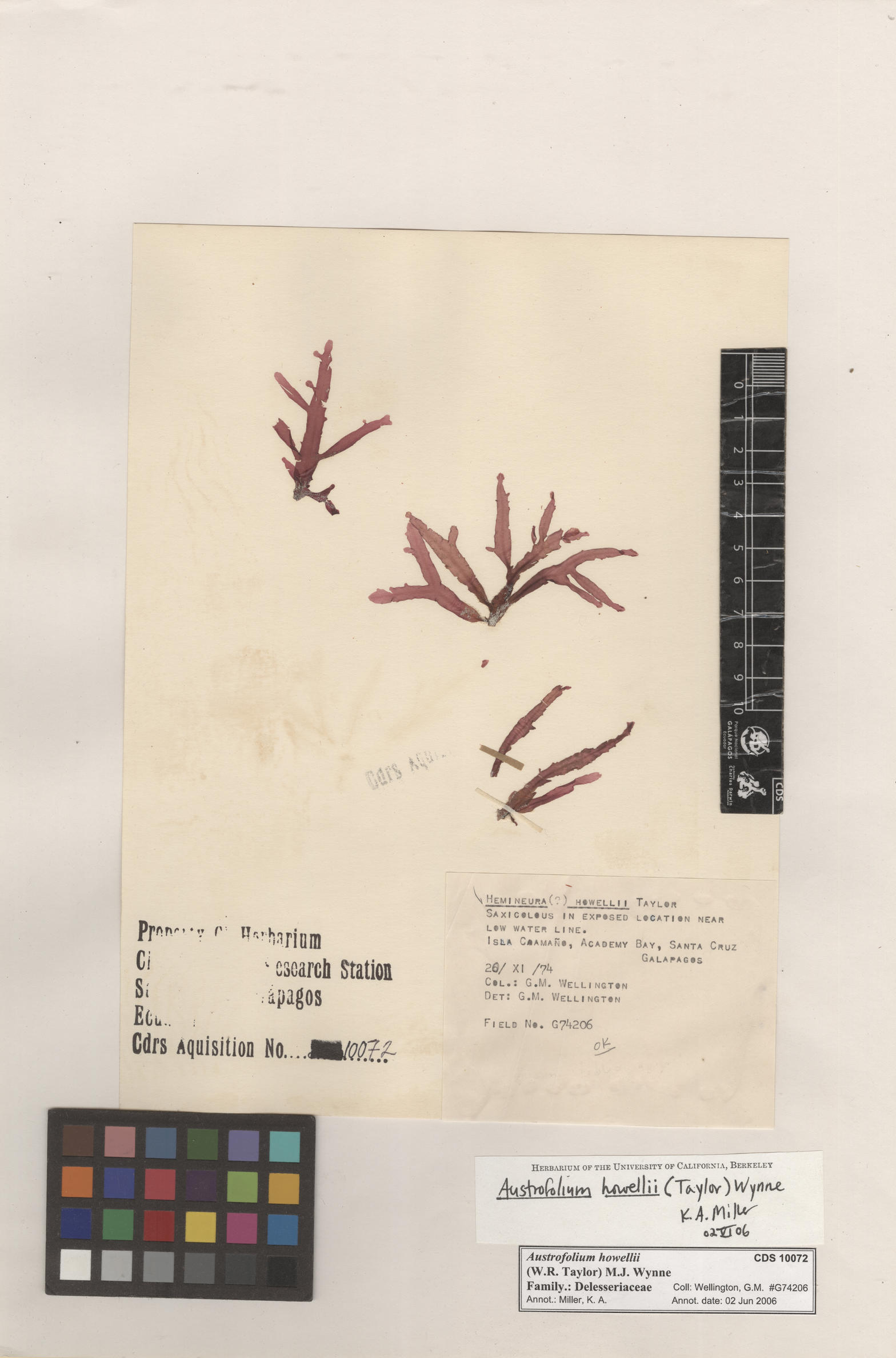 Austrofolium howellii