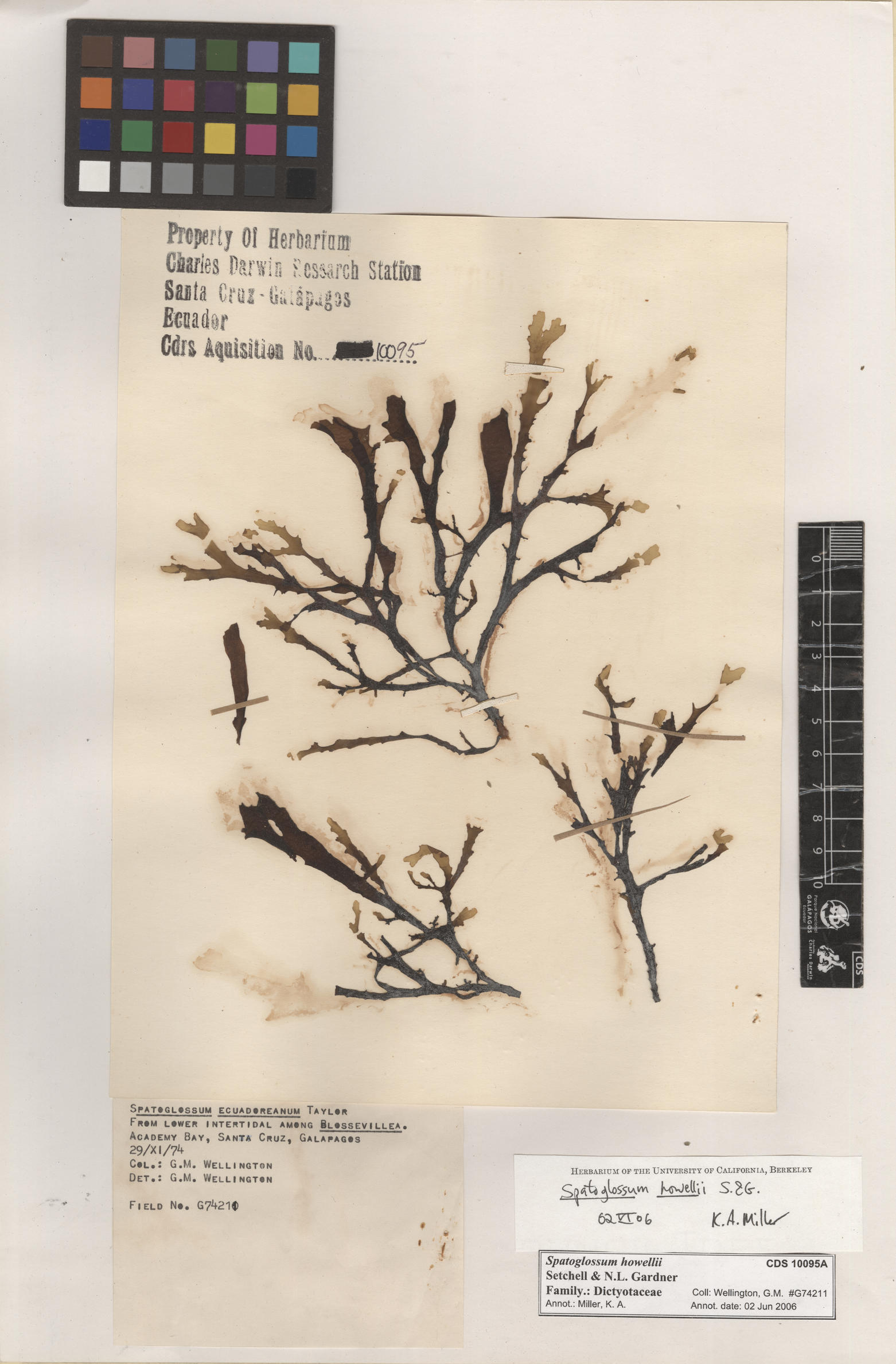 Spatoglossum howellii