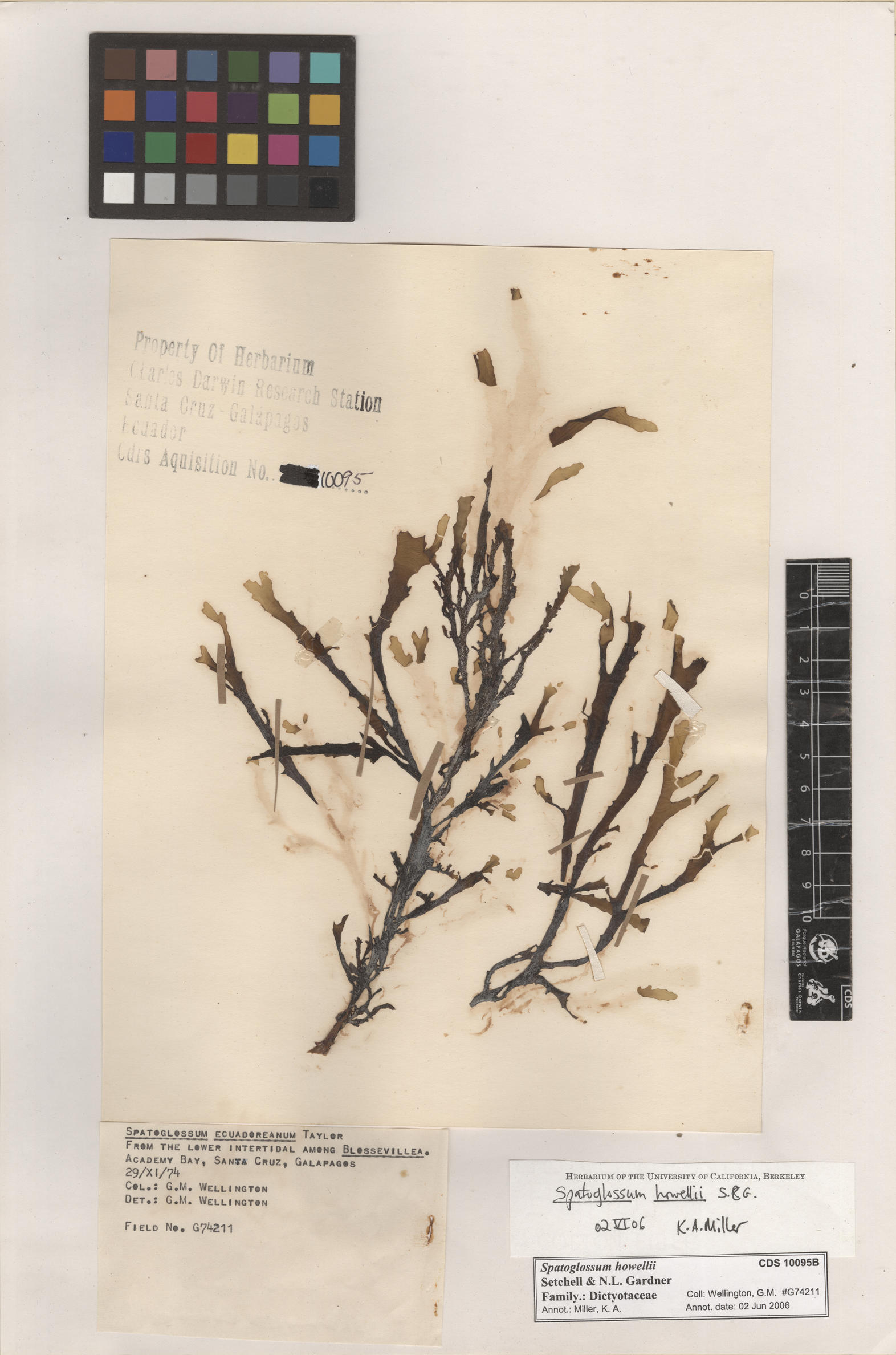 Spatoglossum howellii
