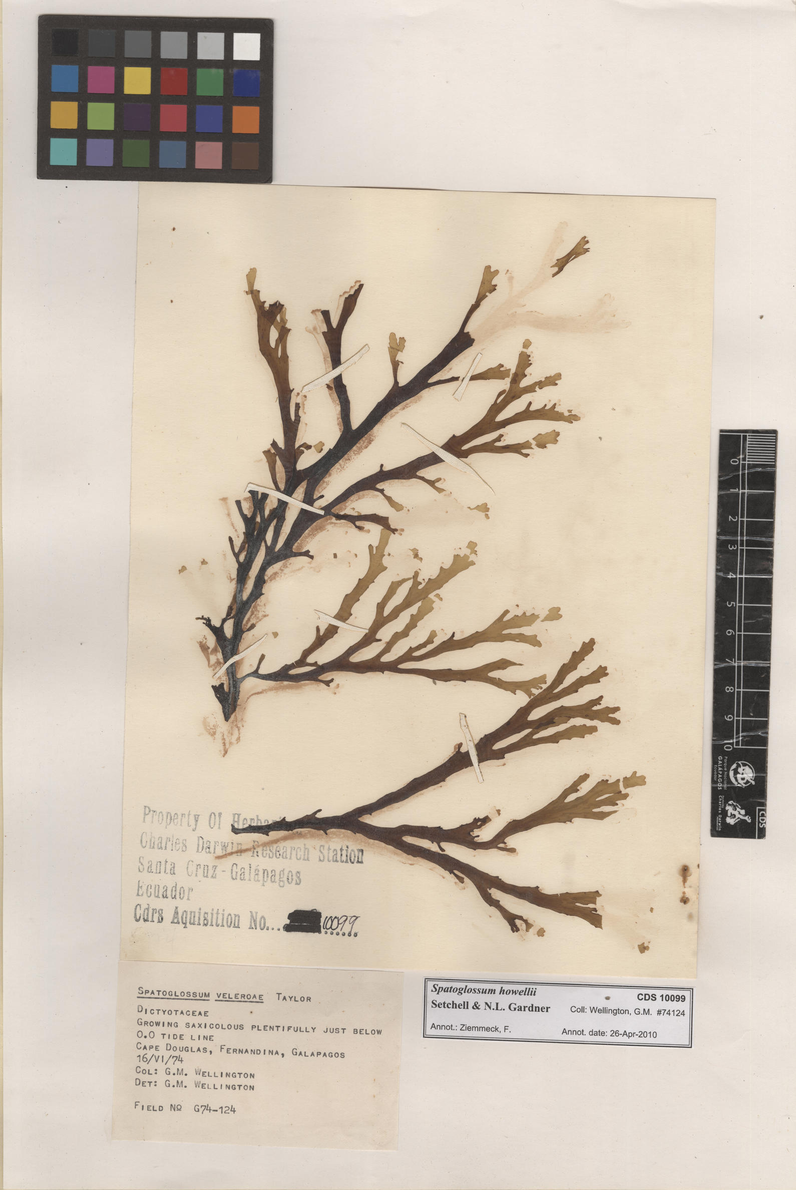 Spatoglossum howellii