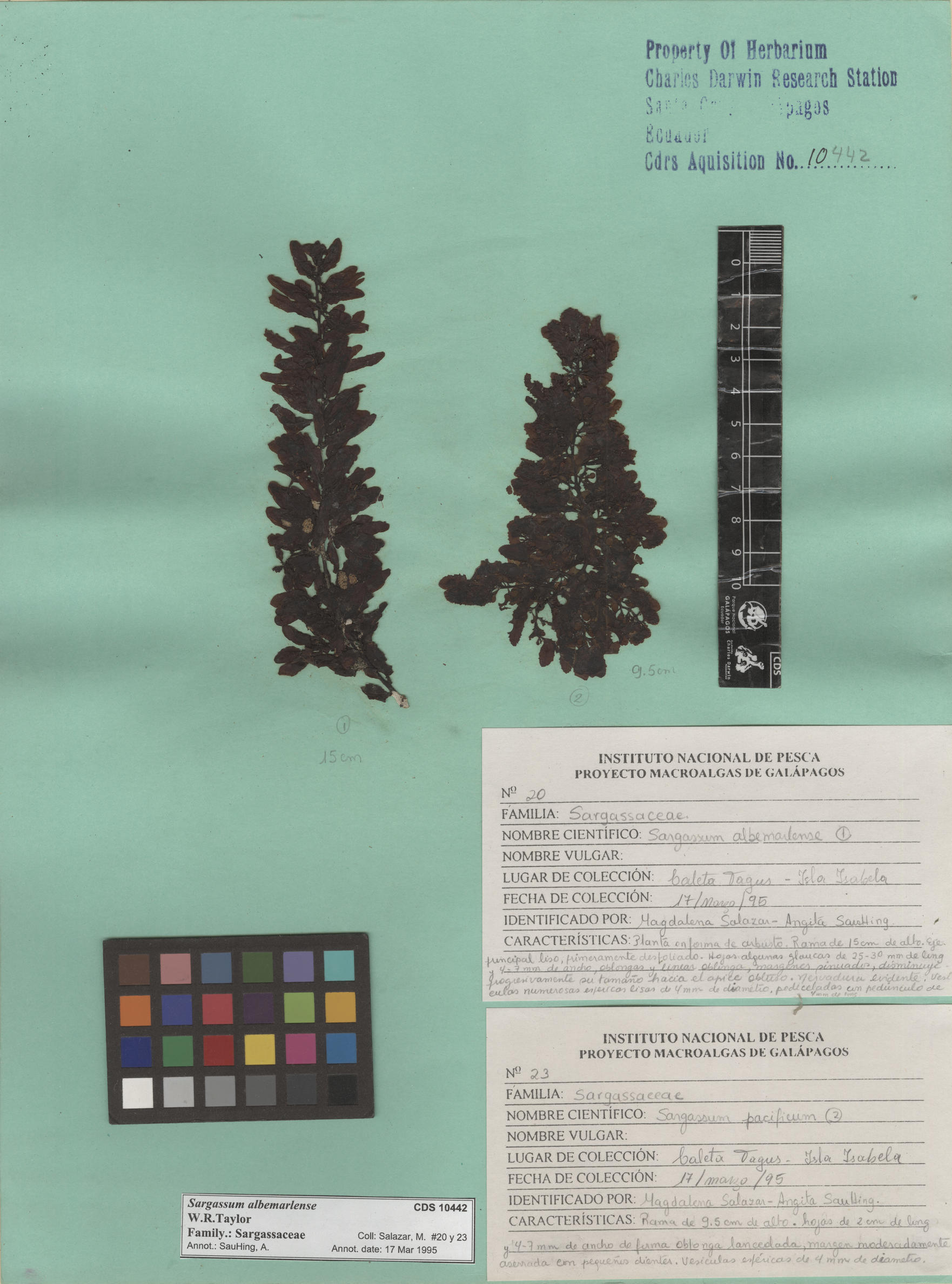 Sargassum albemarlense