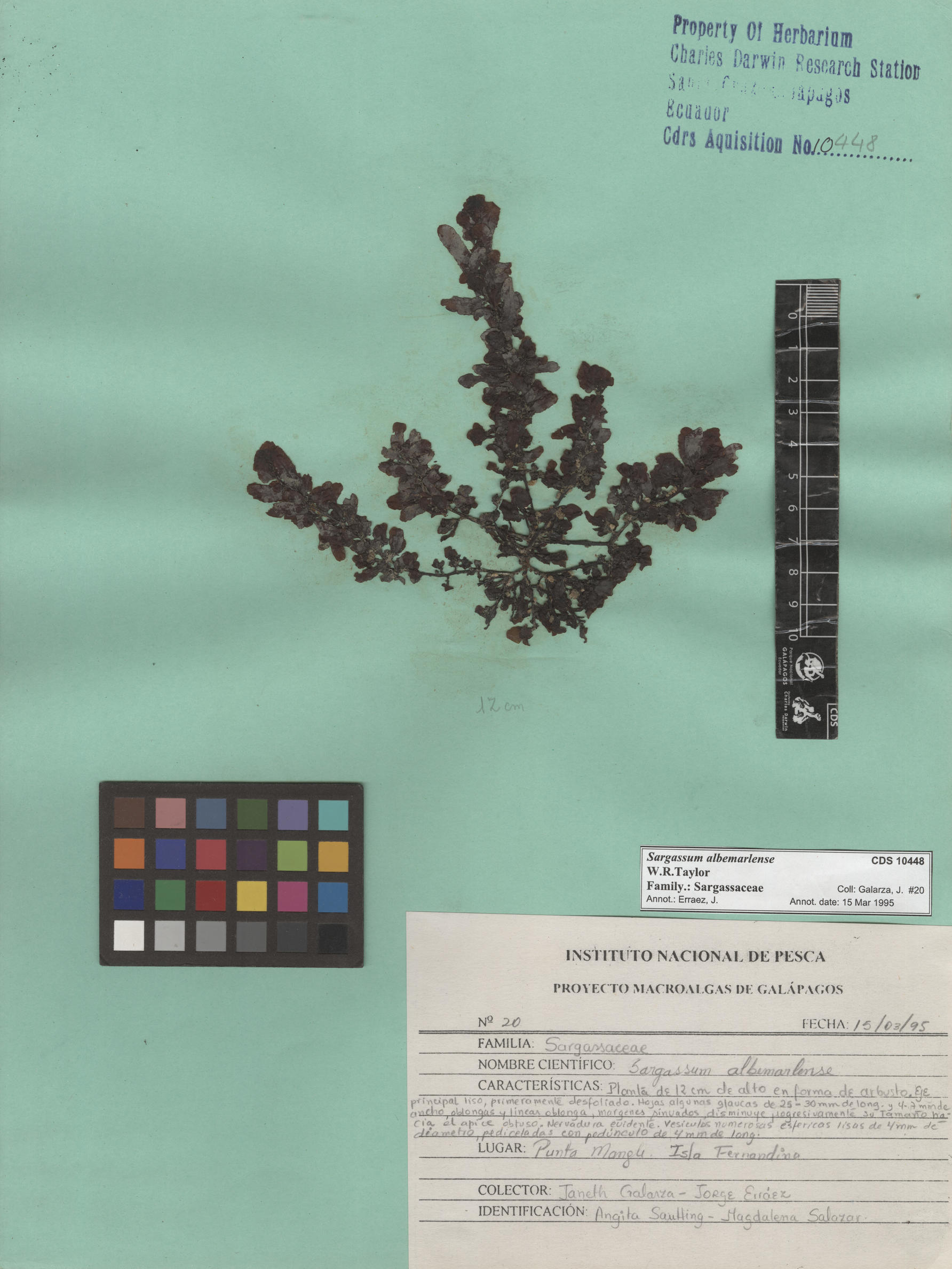 Sargassum albemarlense