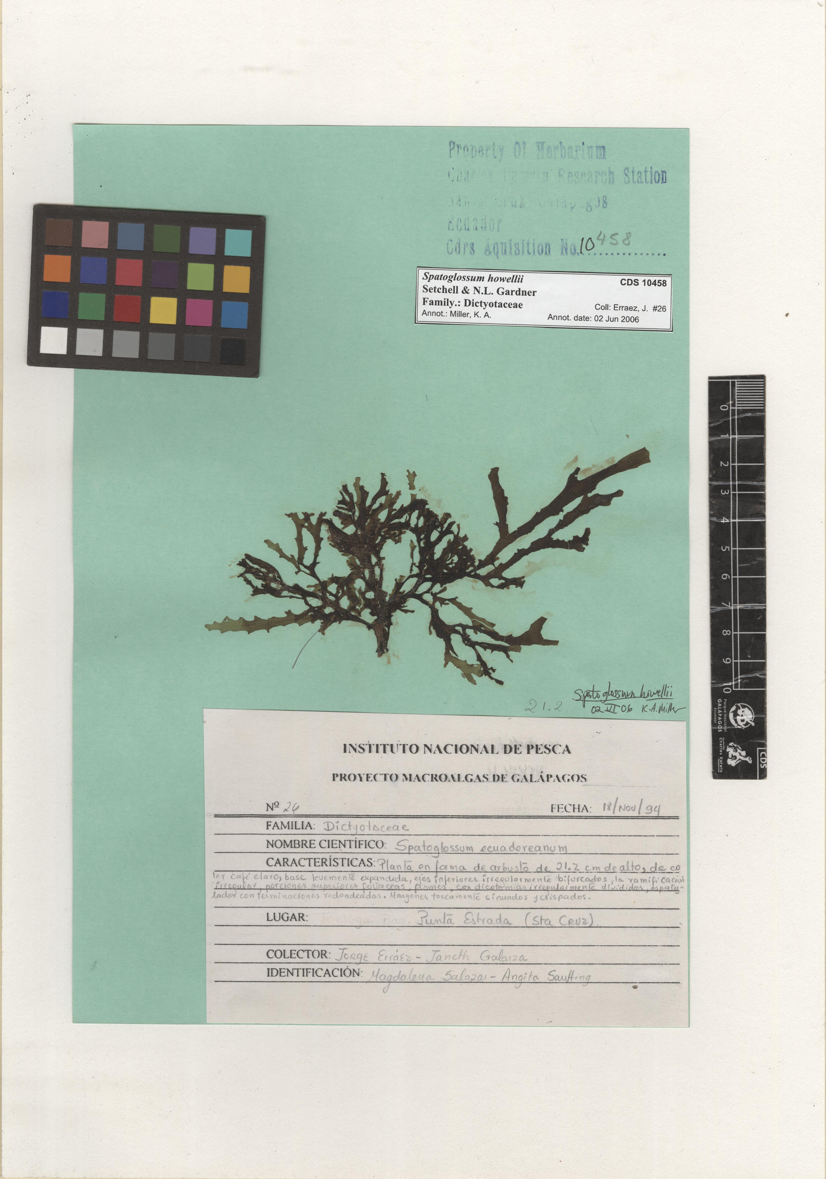 Spatoglossum howellii