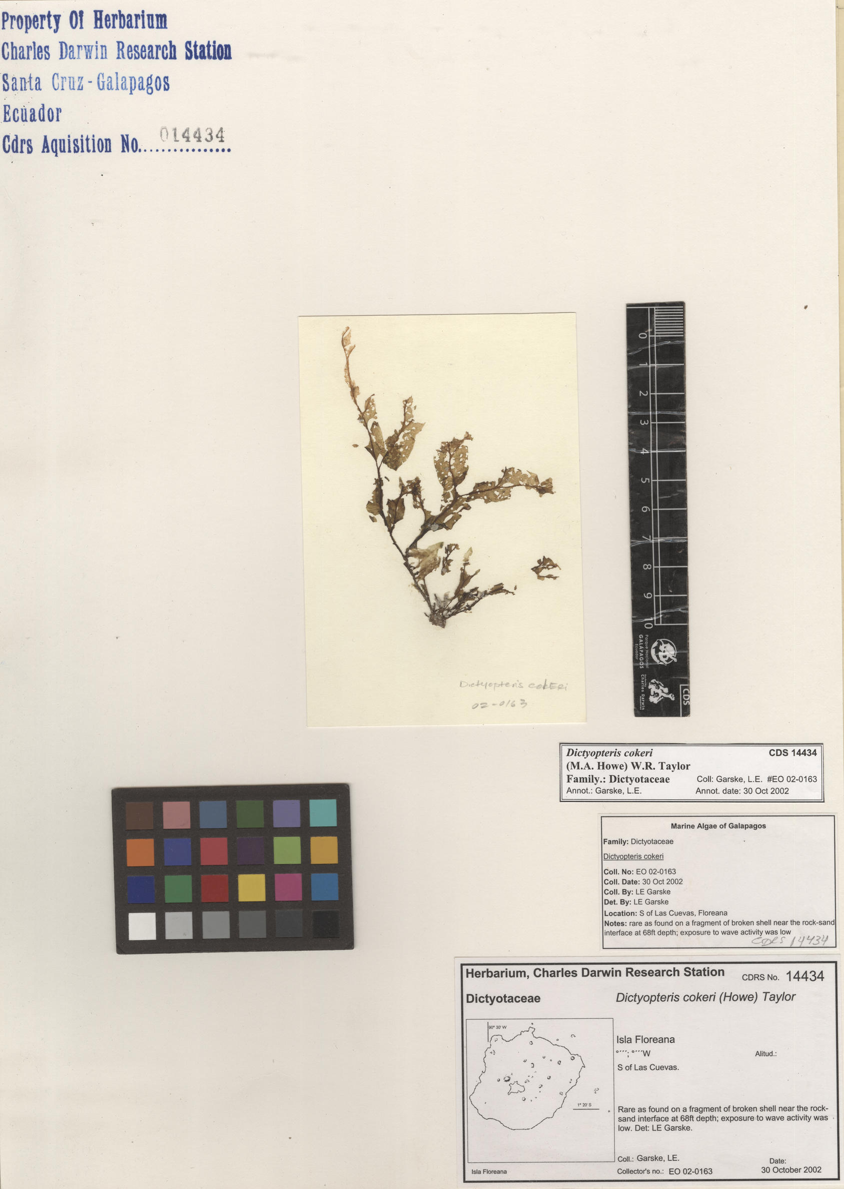 Dictyopteris cokeri
