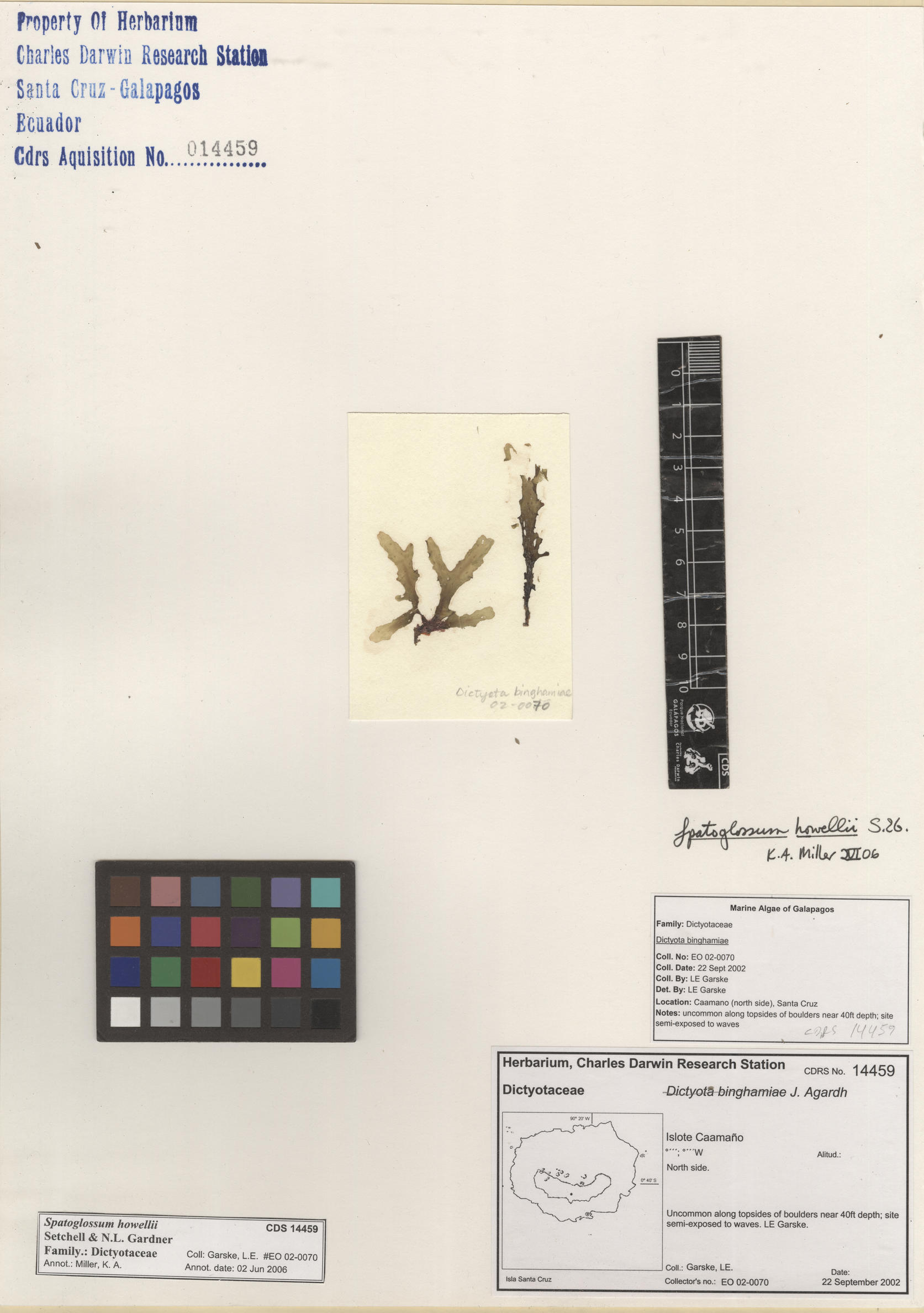 Spatoglossum howellii
