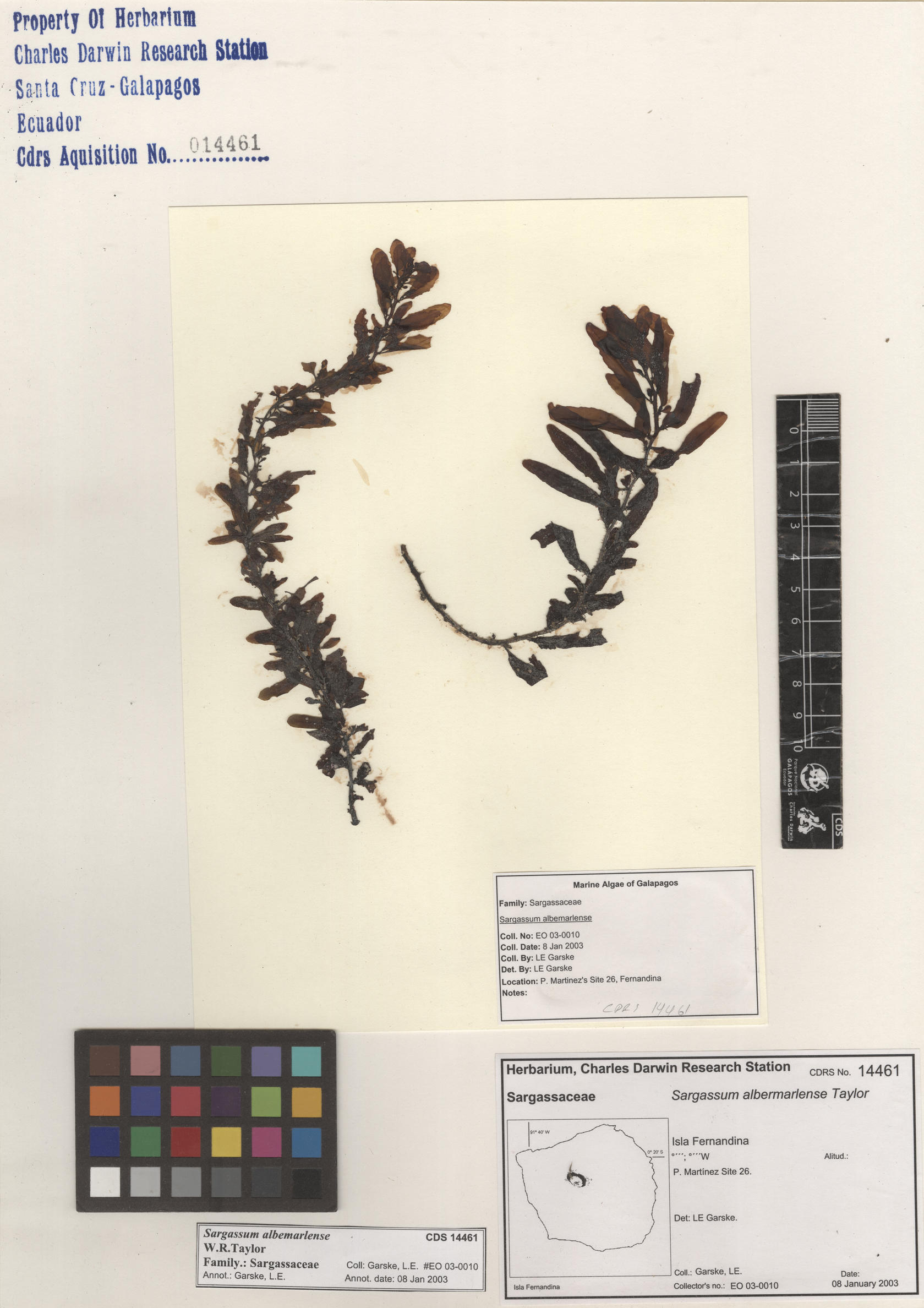 Sargassum albemarlense