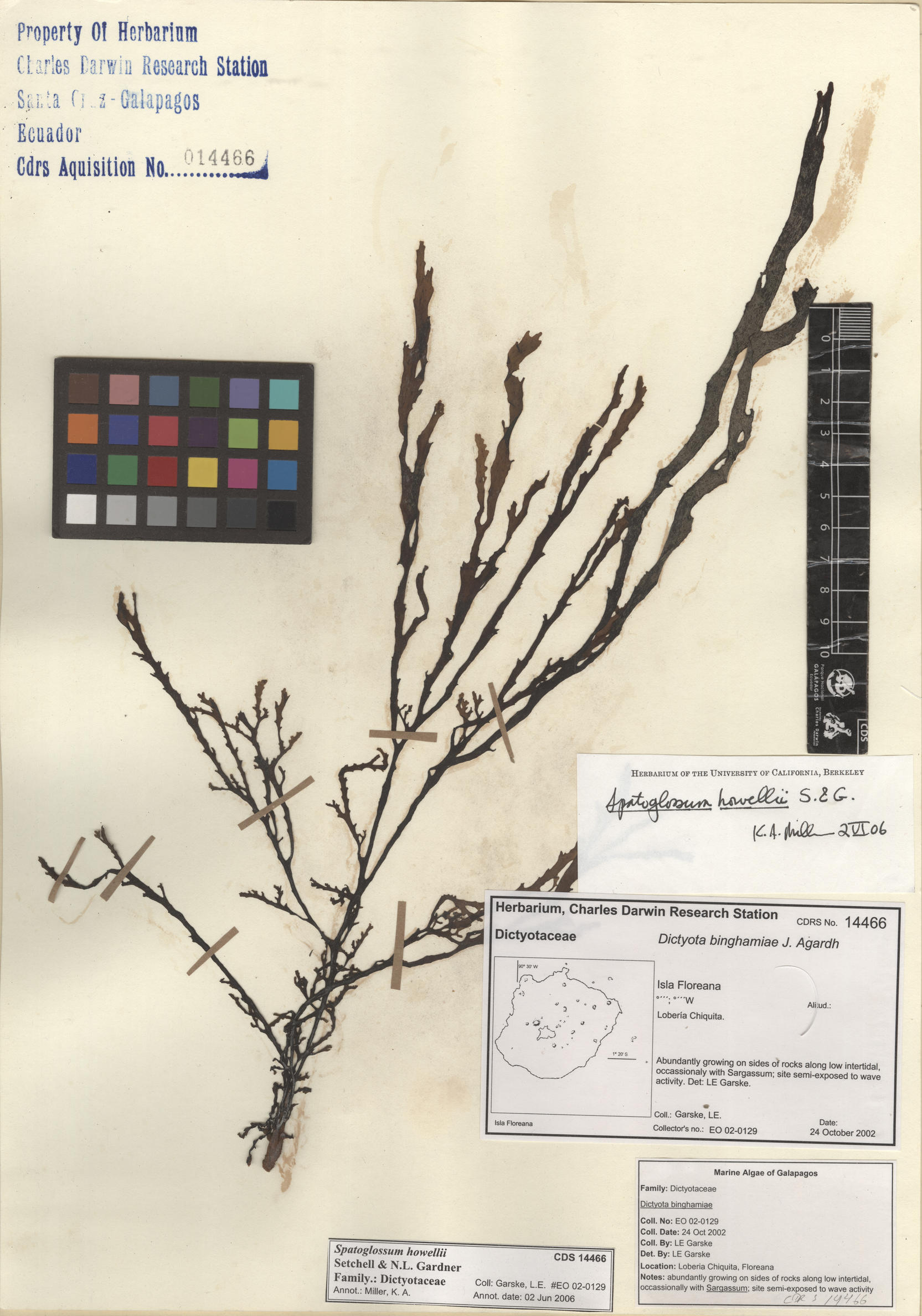 Spatoglossum howellii