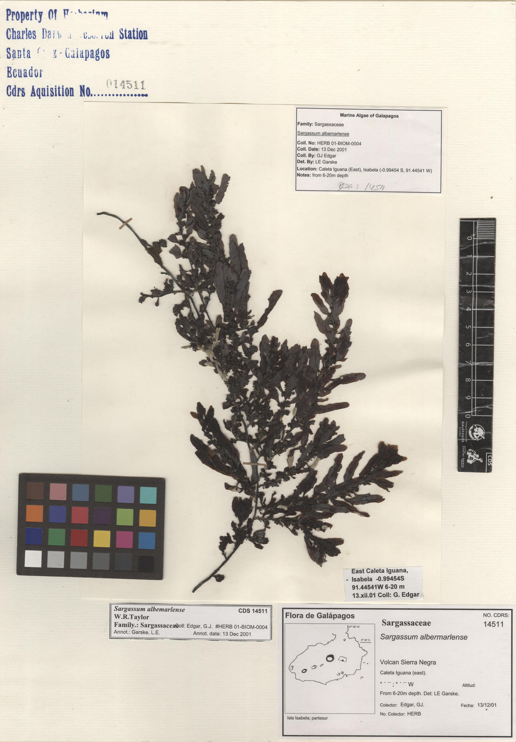 Sargassum albemarlense