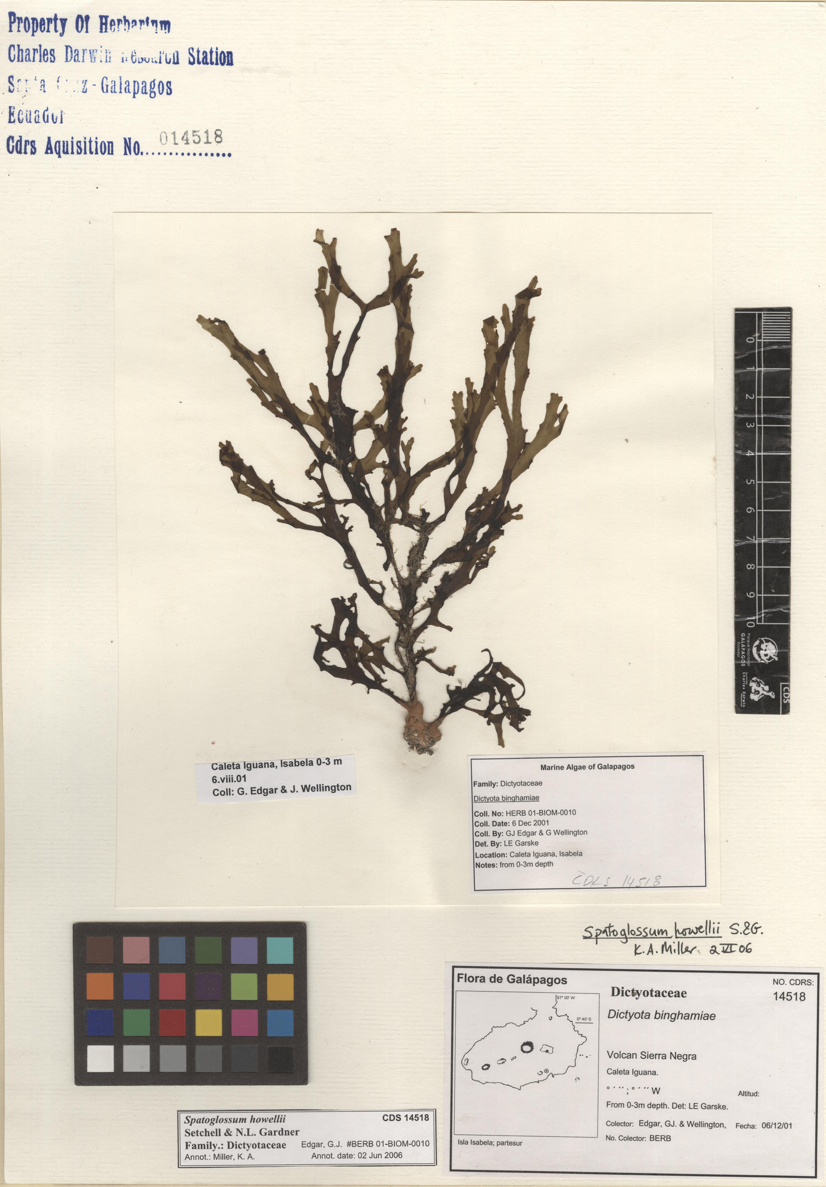 Spatoglossum howellii