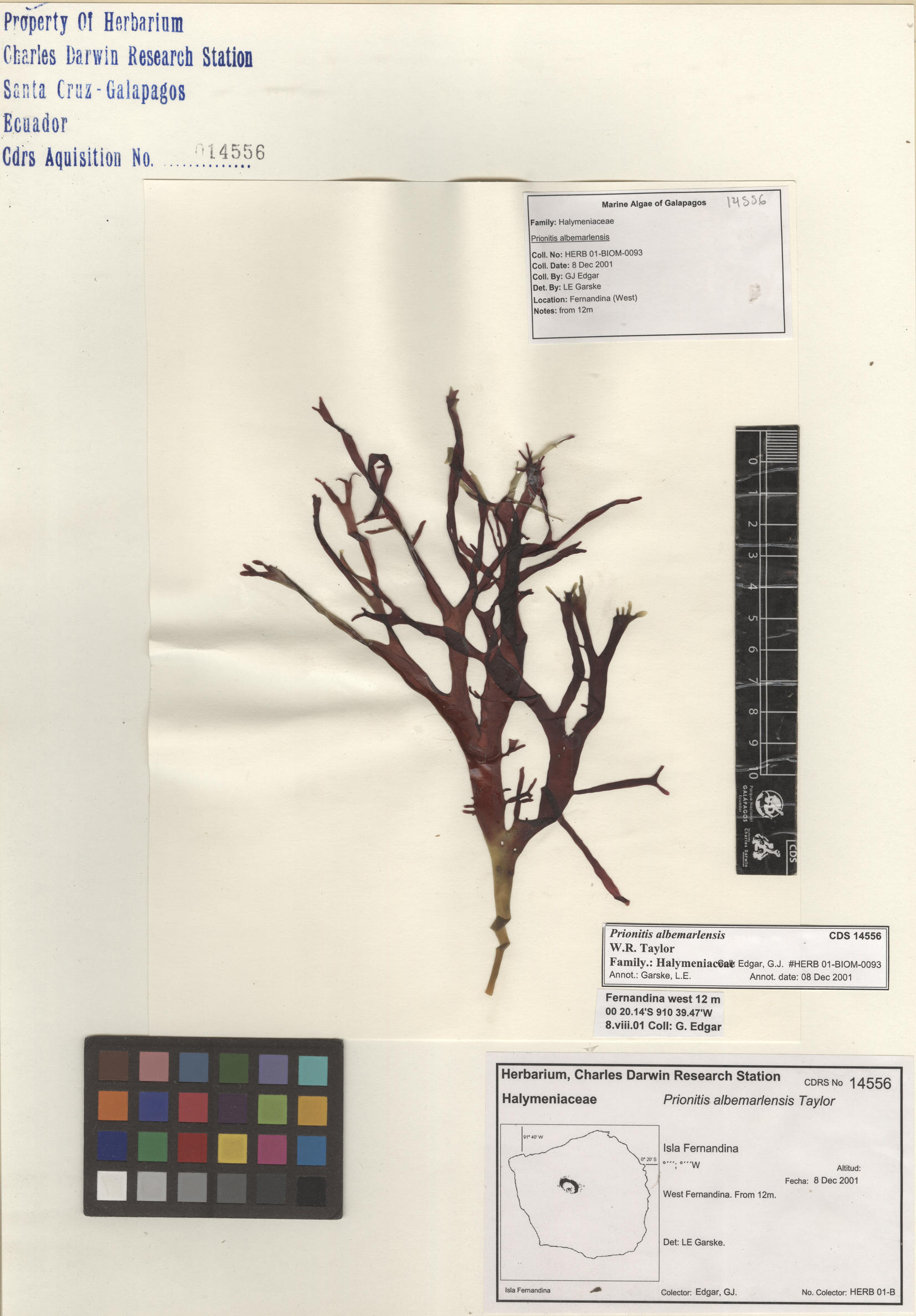 Prionitis albemarlensis