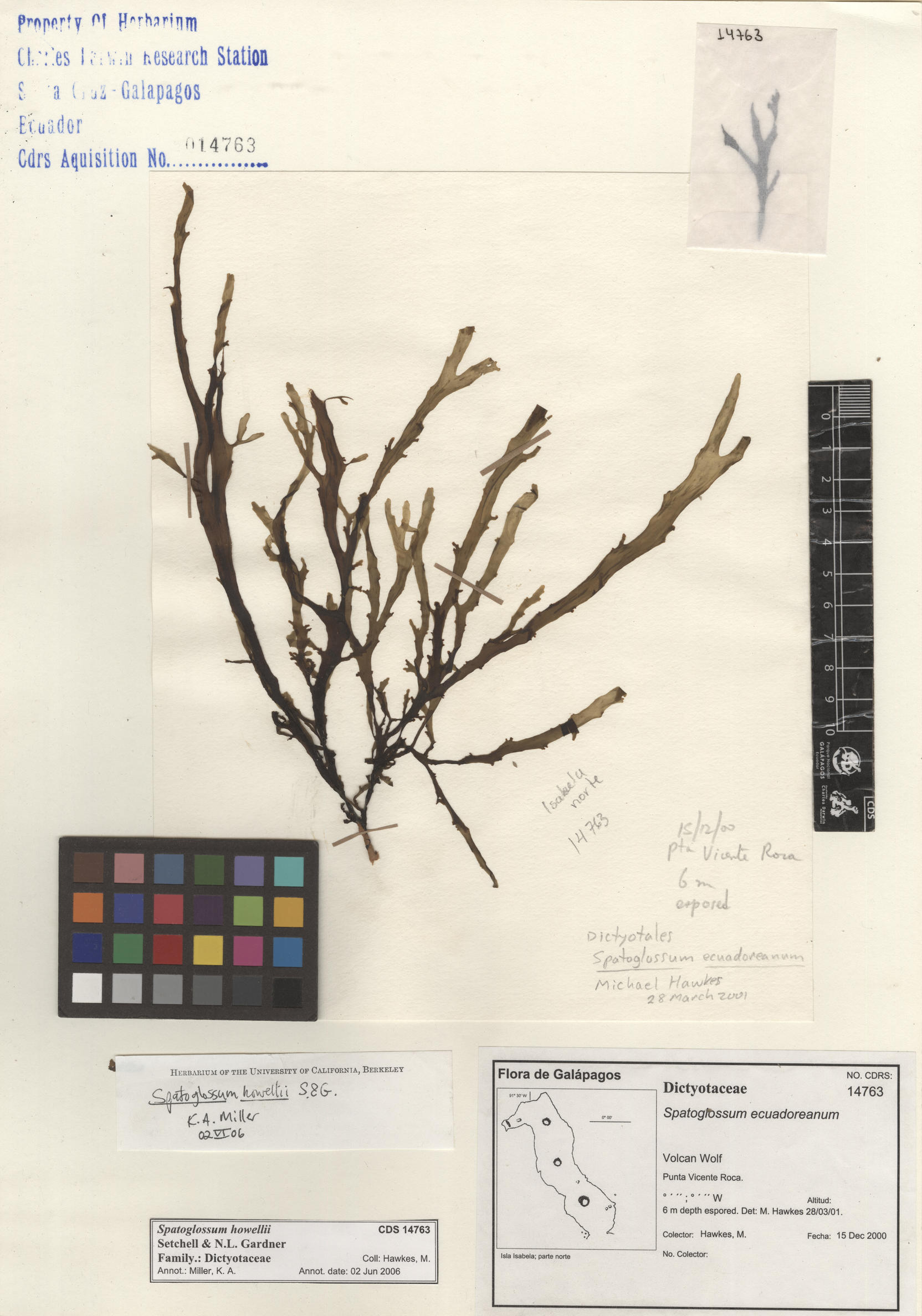 Spatoglossum howellii