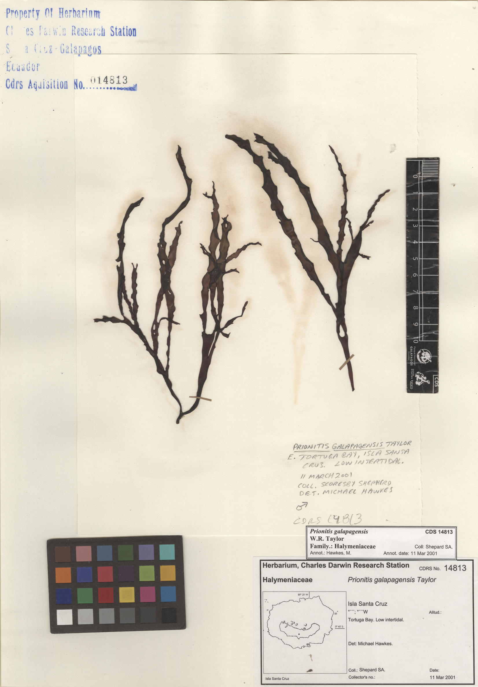 Prionitis galapagensis