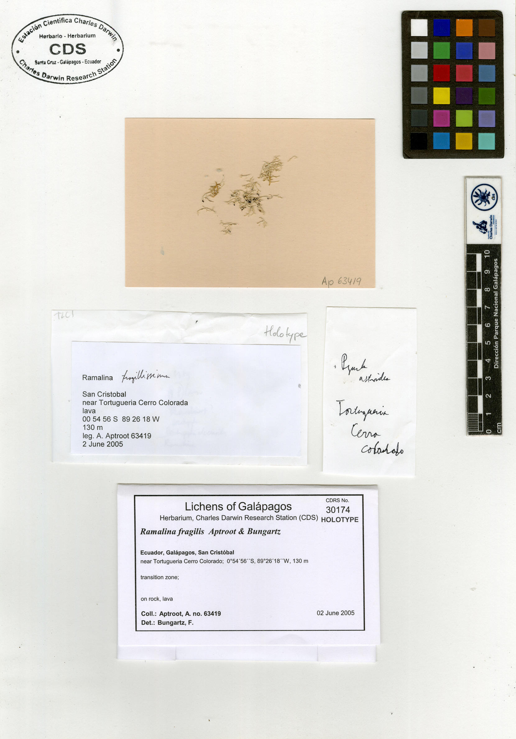 Ramalina fragilis