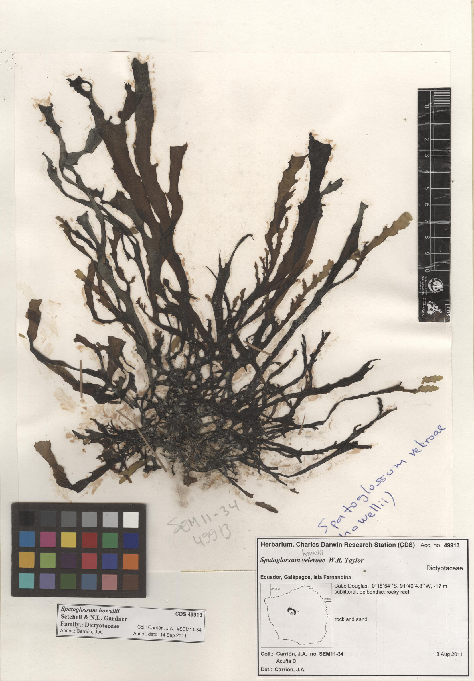 Spatoglossum howellii