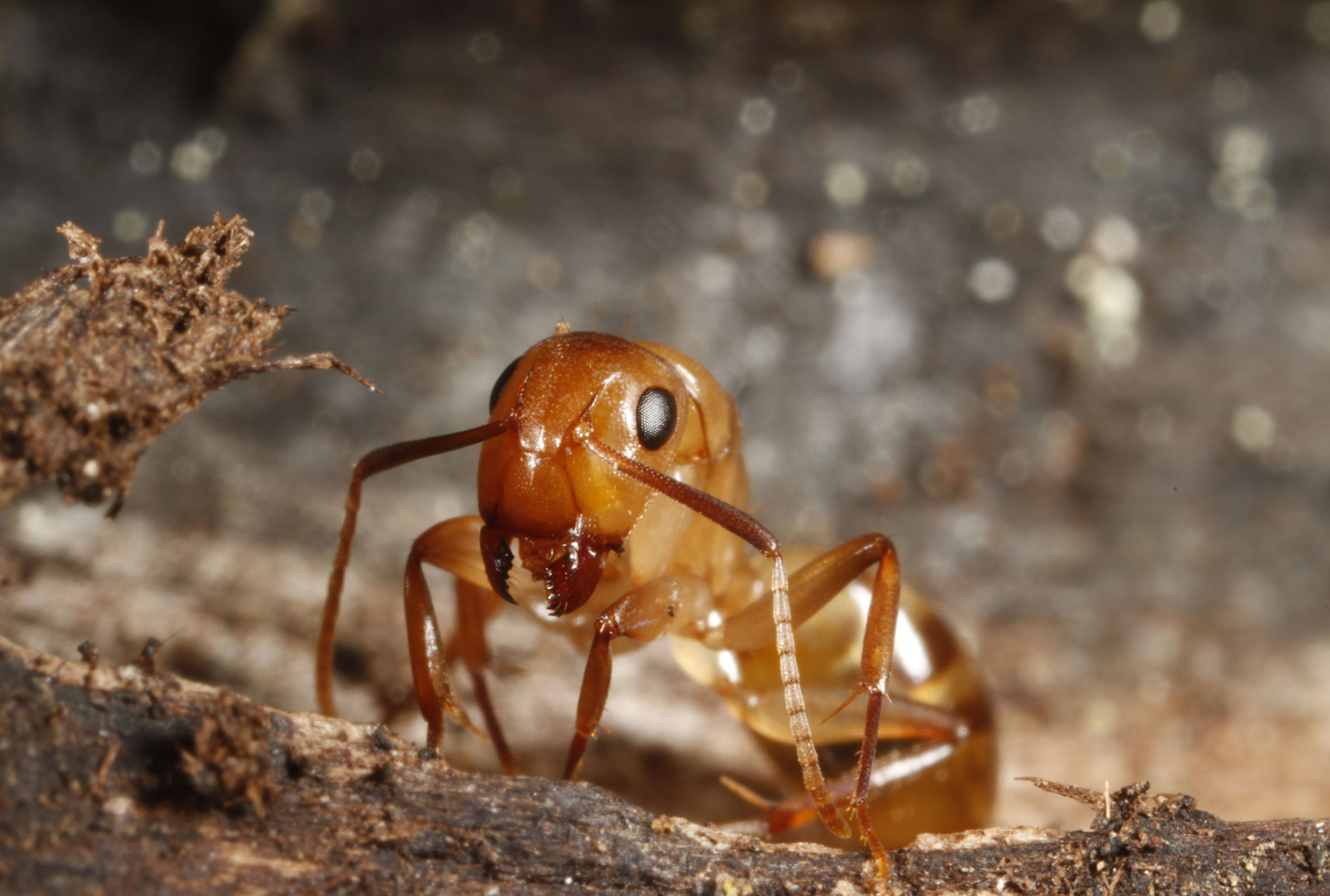 Camponotus macilentus