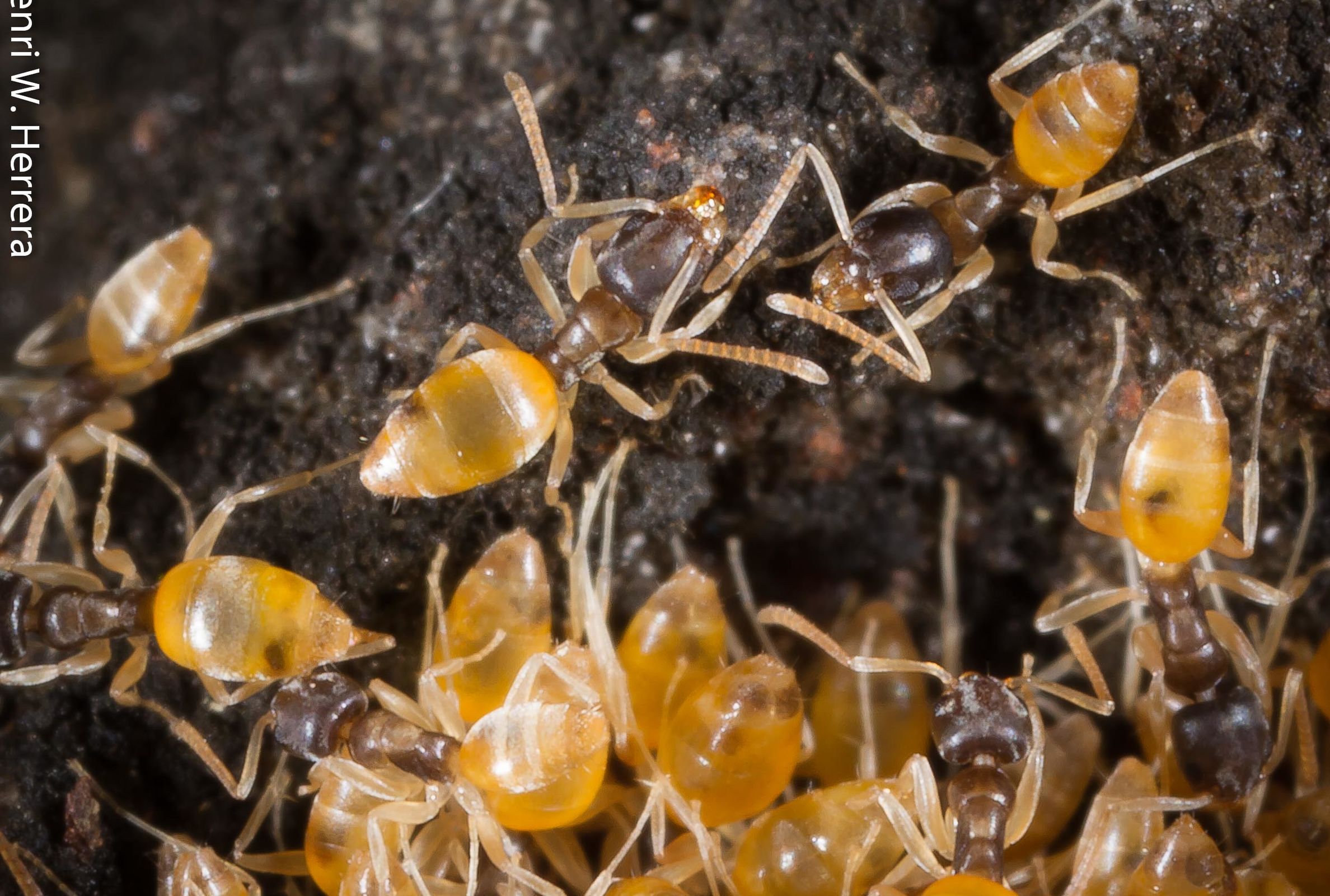 Tapinoma melanocephalum