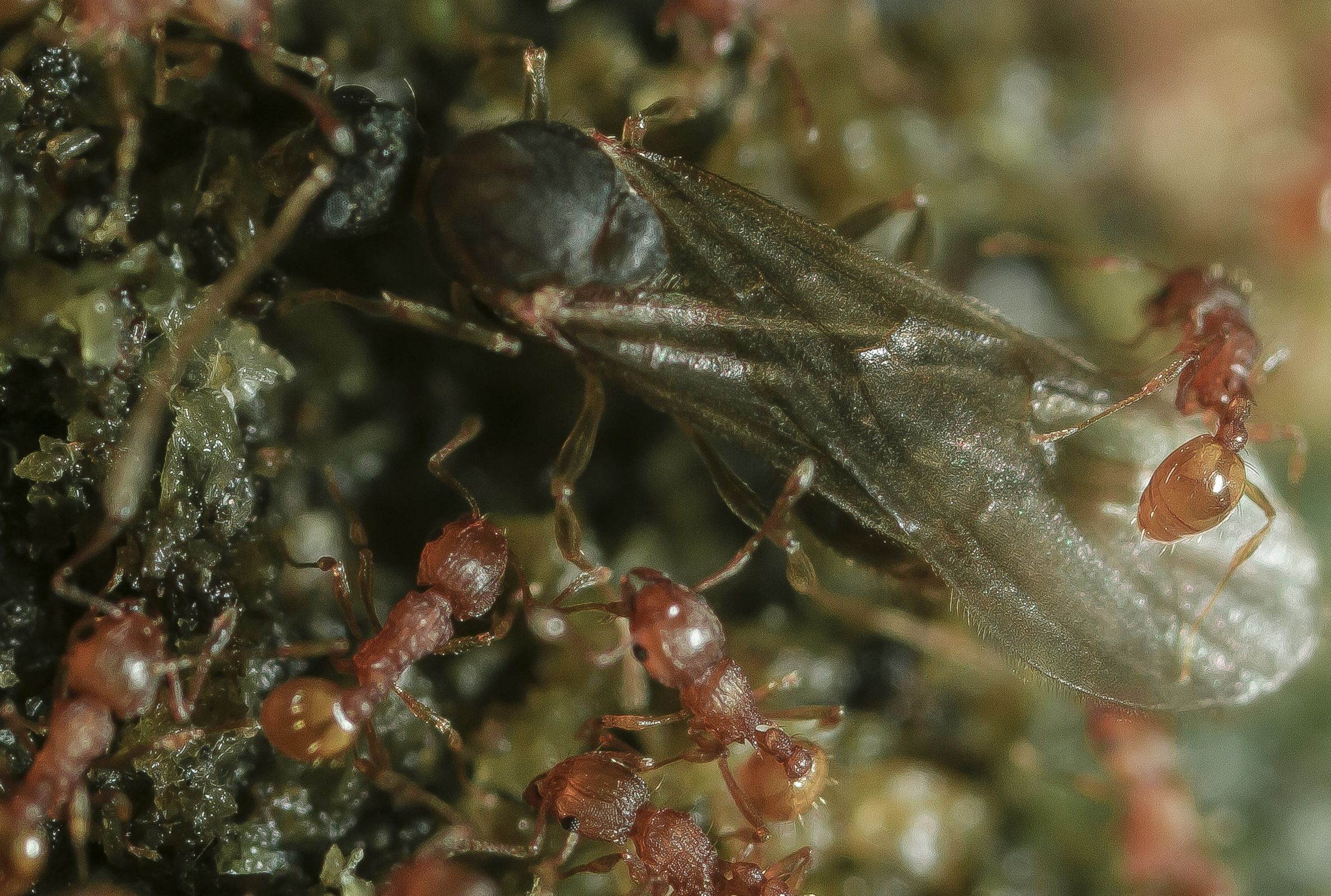 Wasmannia auropunctata