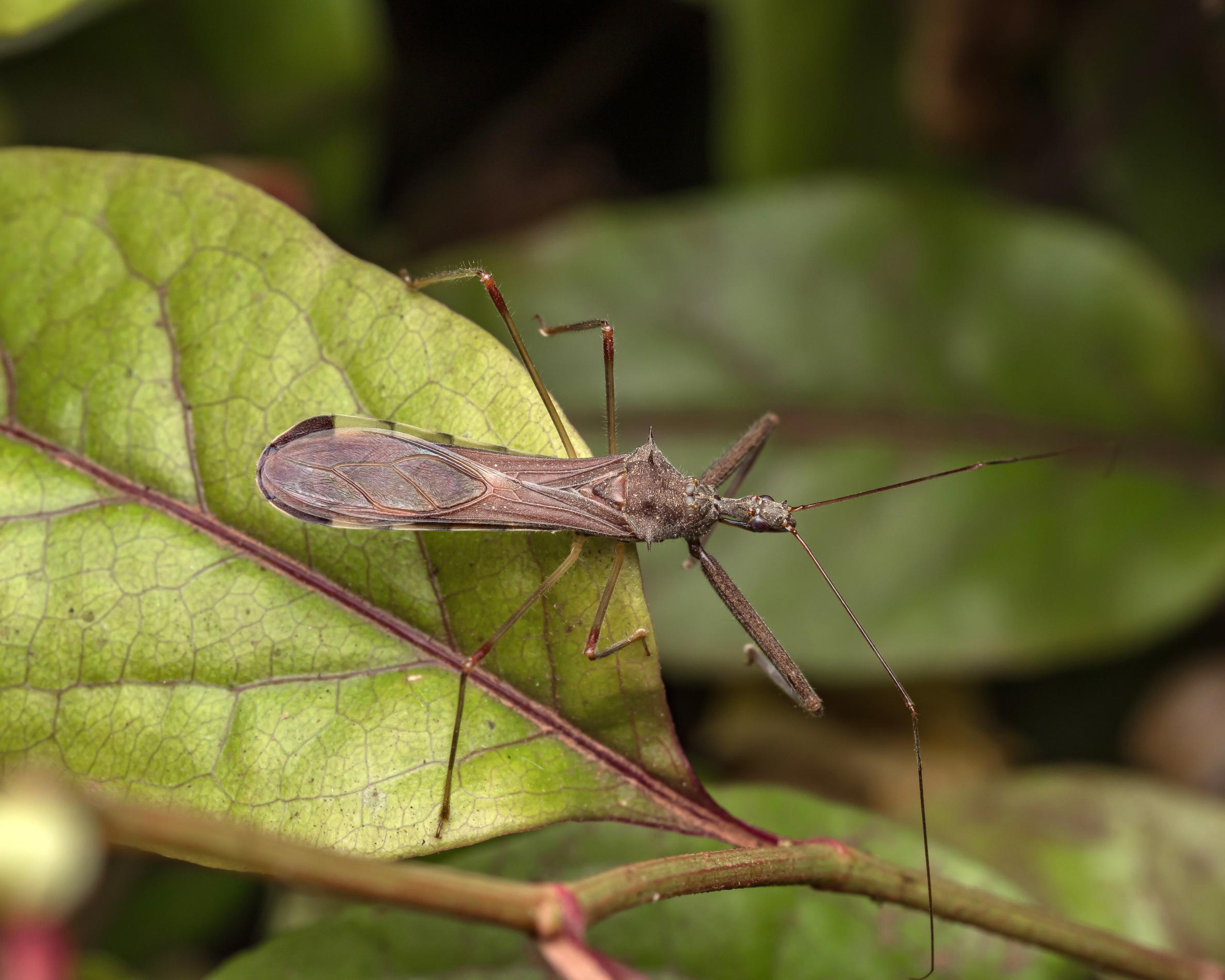 Heza ephippium