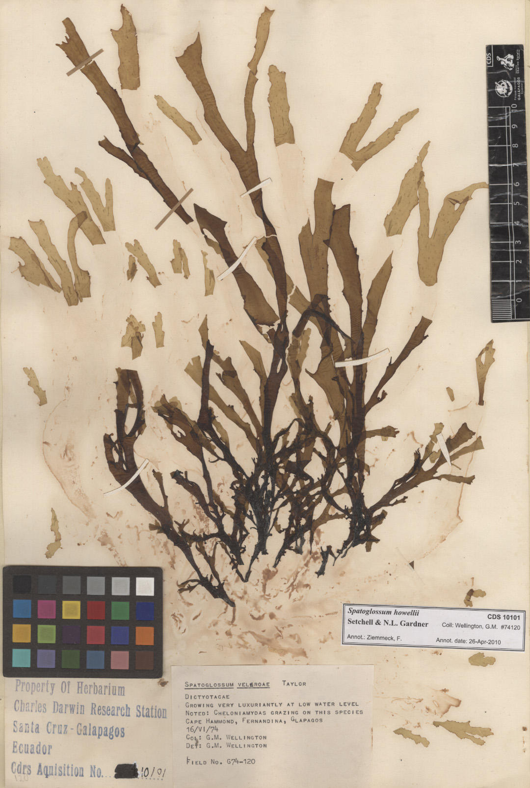 Spatoglossum howellii