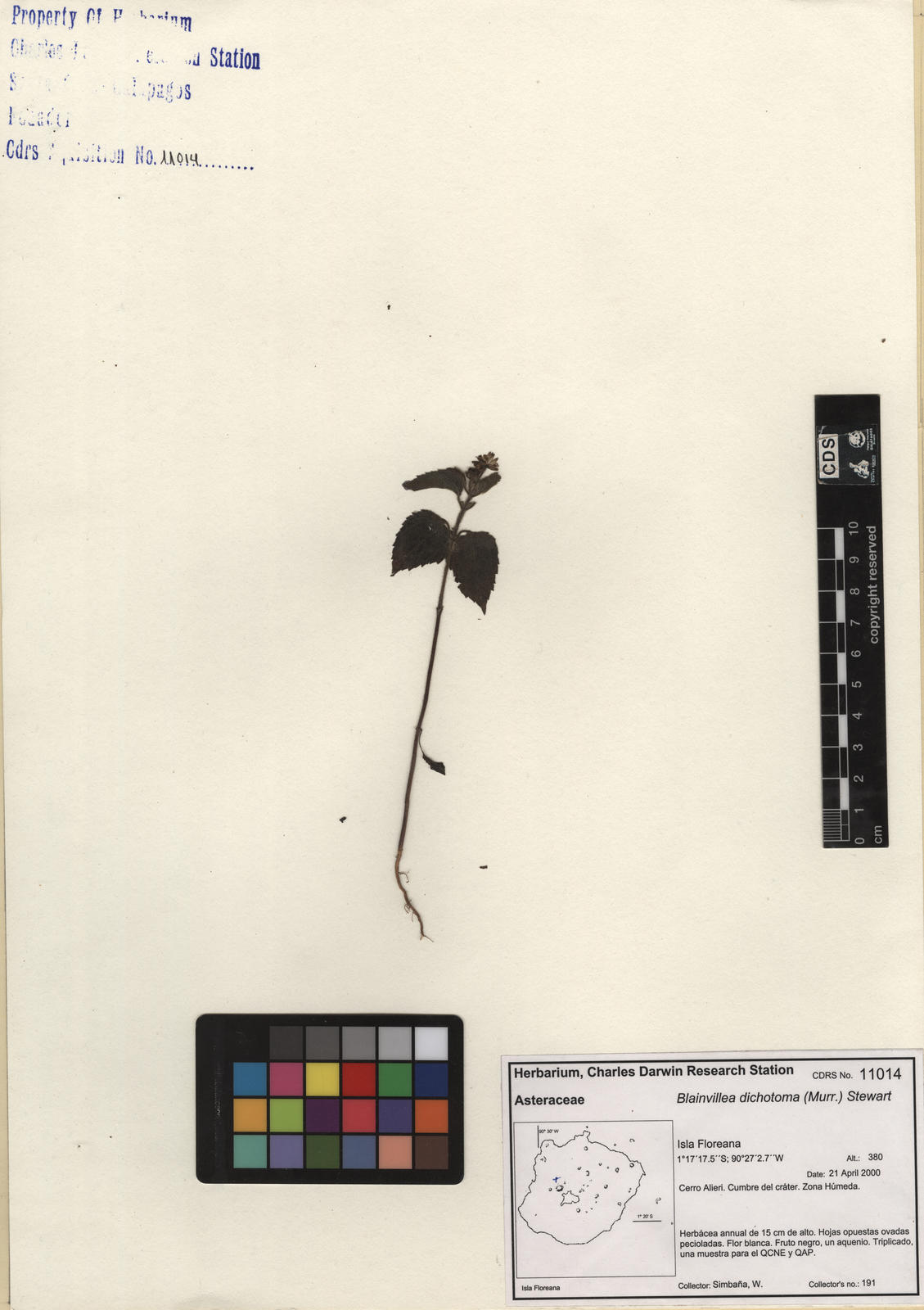 Blainvillea dichotoma