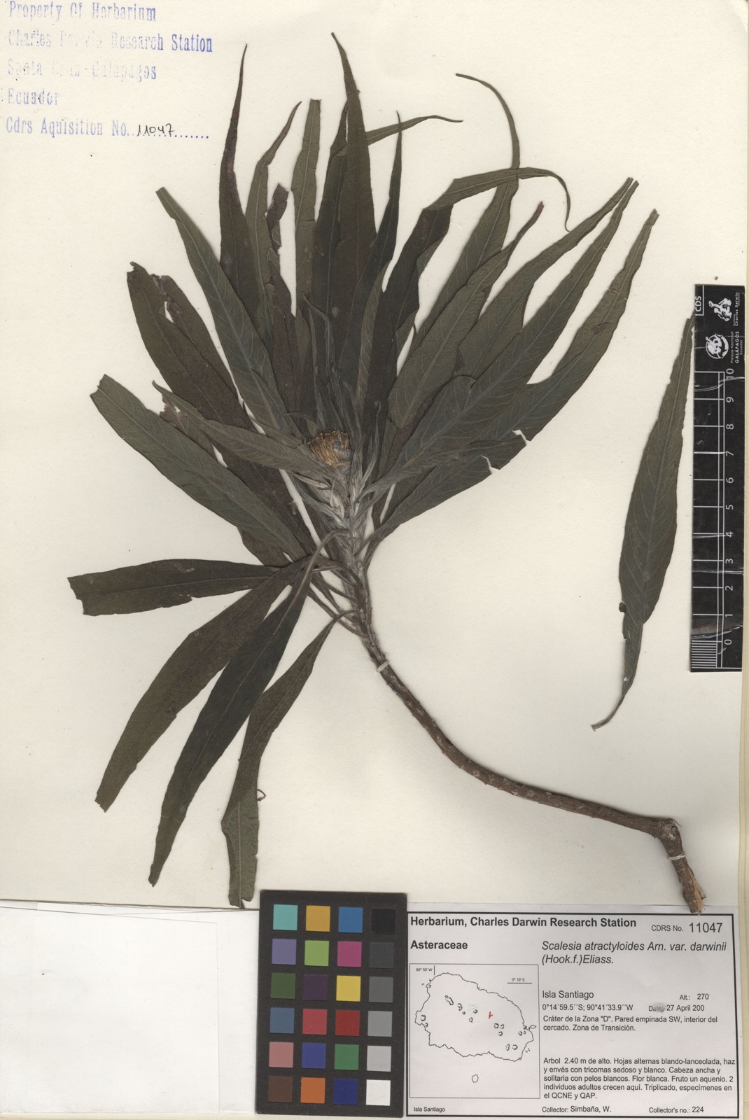 Scalesia atractyloides var. darwinii