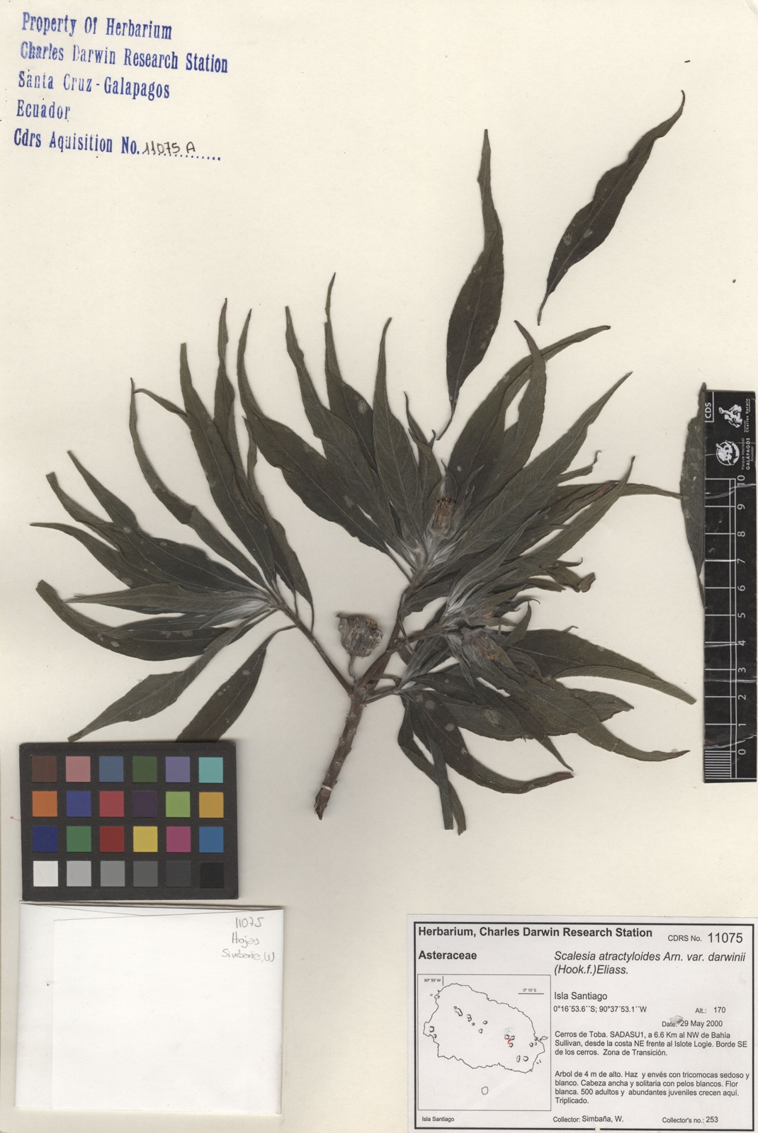 Scalesia atractyloides var. darwinii