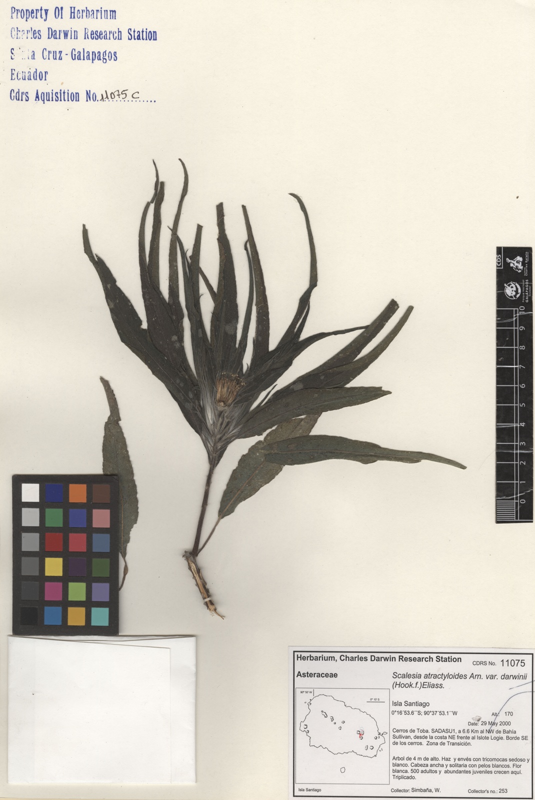 Scalesia atractyloides var. darwinii