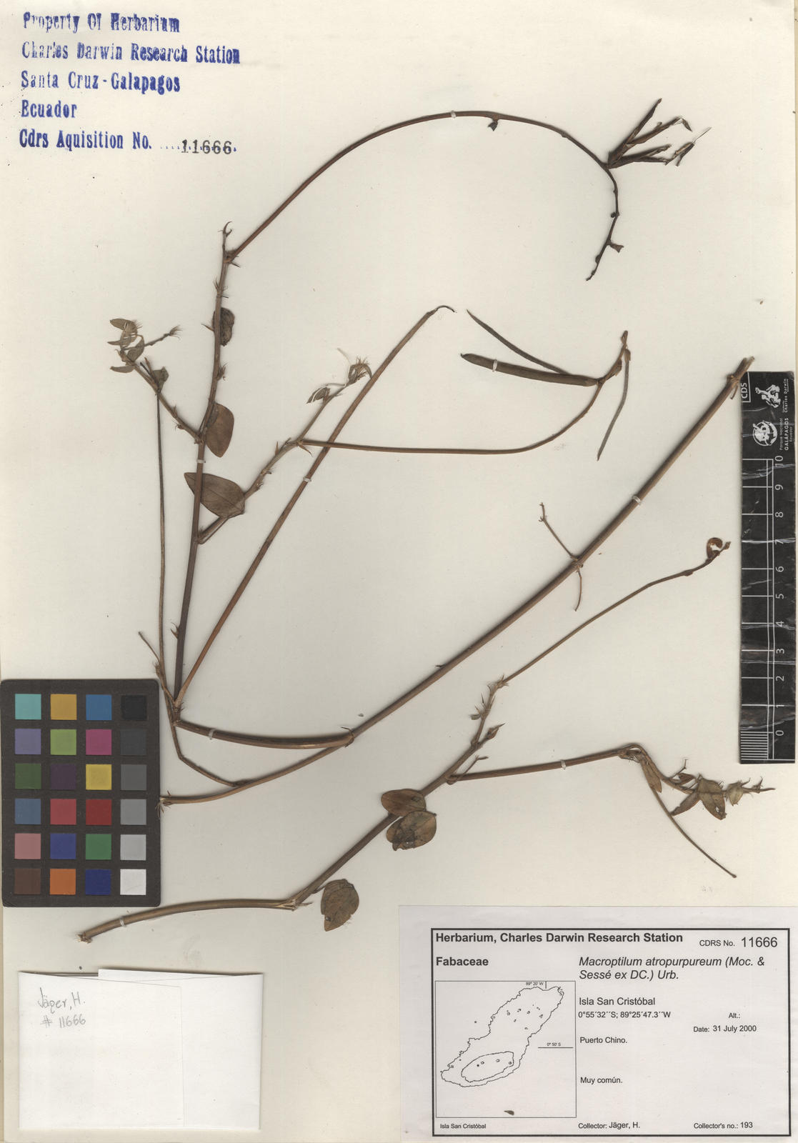 Macroptilium atropurpureum