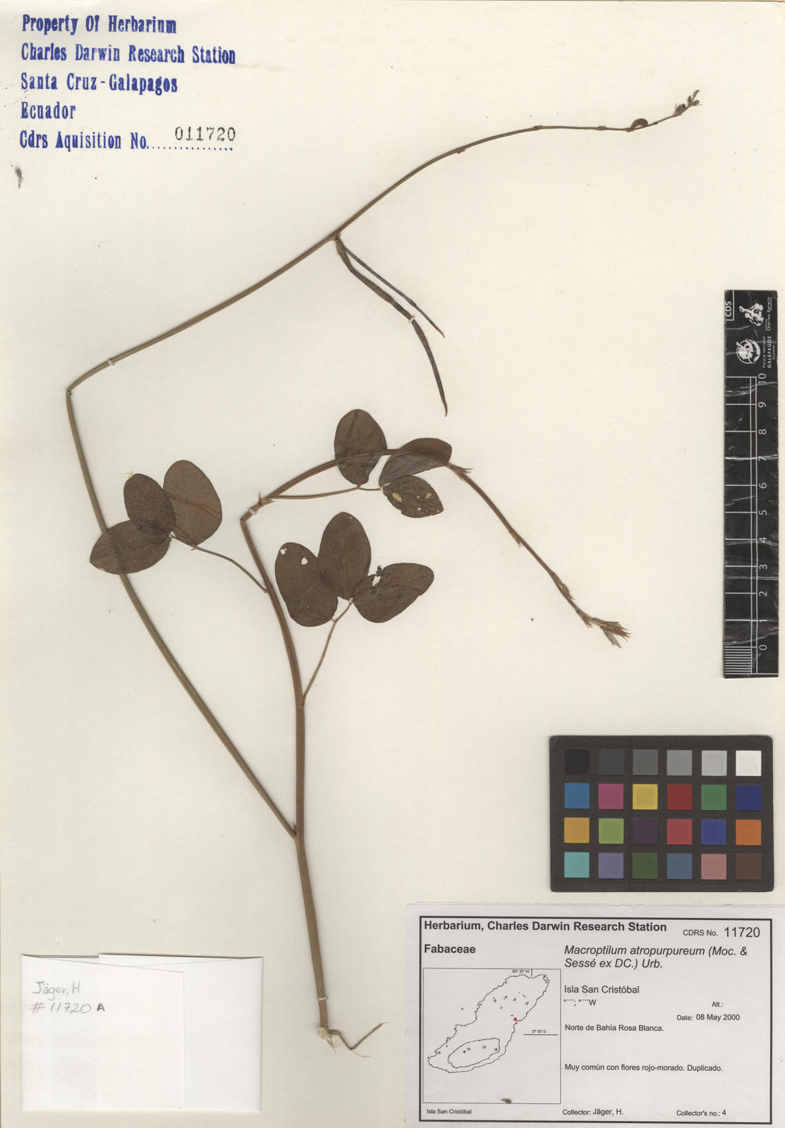 Macroptilium atropurpureum