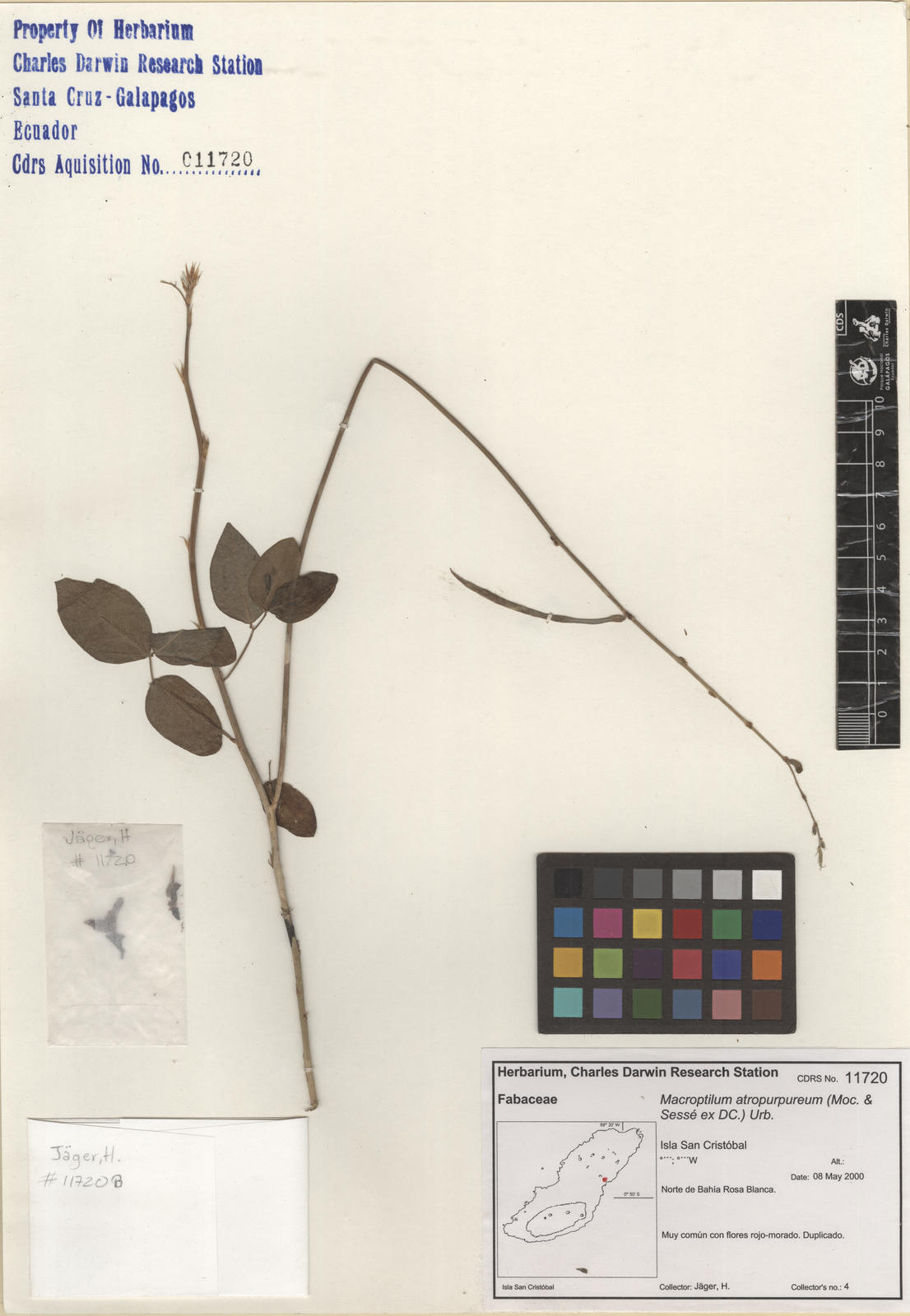 Macroptilium atropurpureum