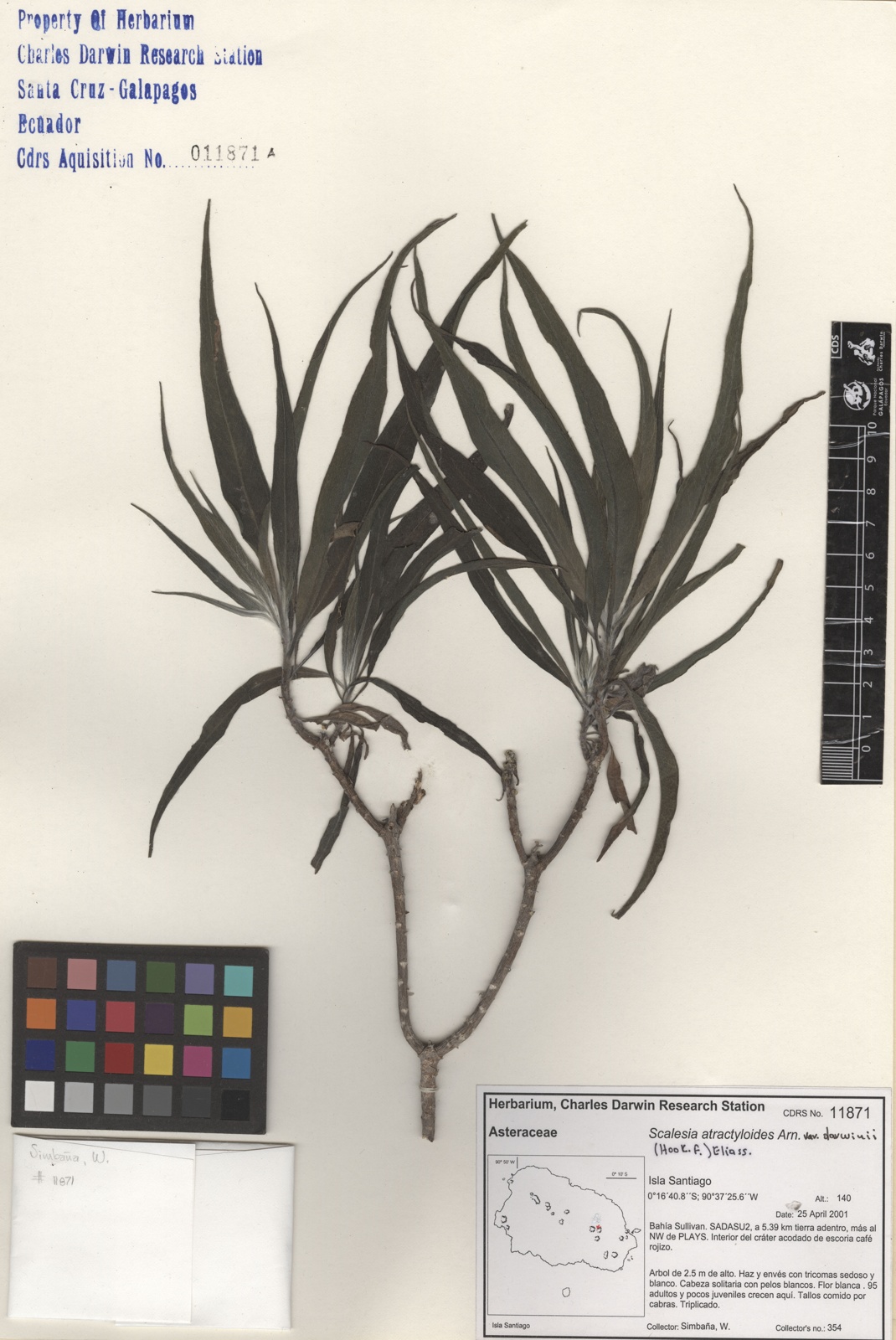 Scalesia atractyloides var. darwinii