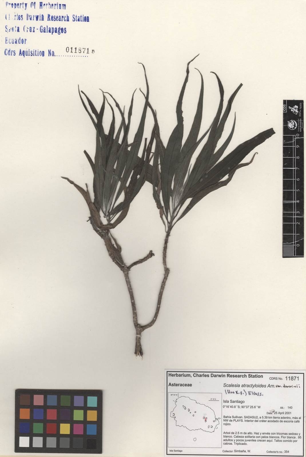 Scalesia atractyloides var. darwinii