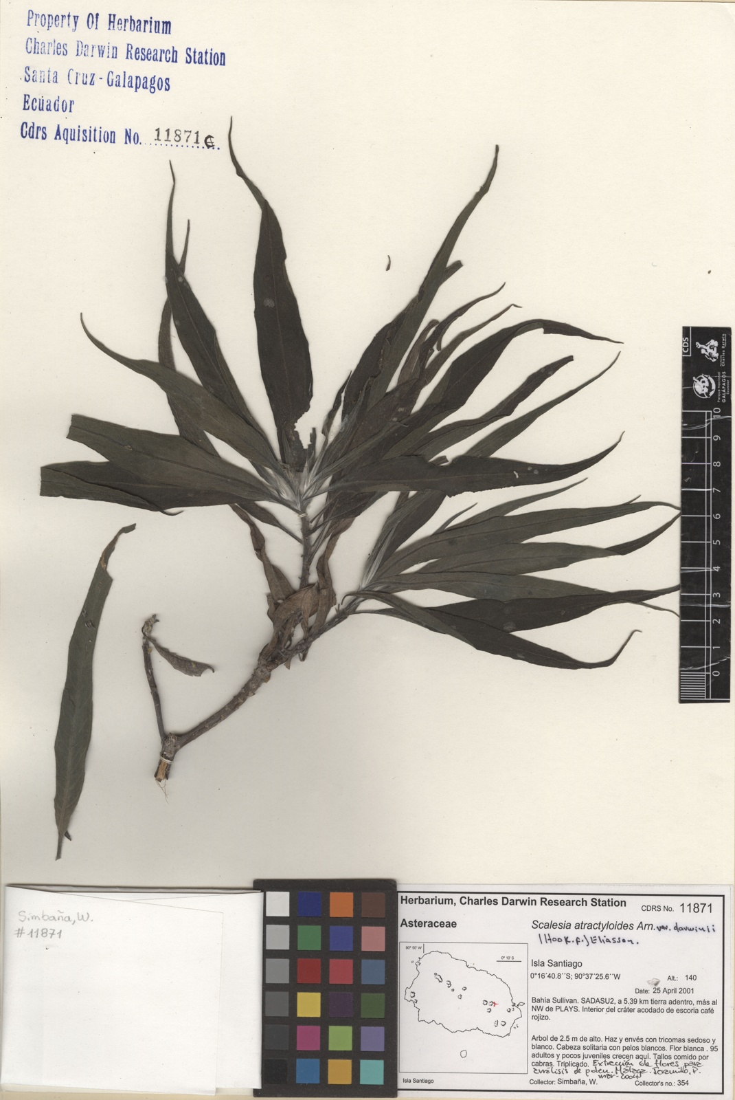 Scalesia atractyloides var. darwinii