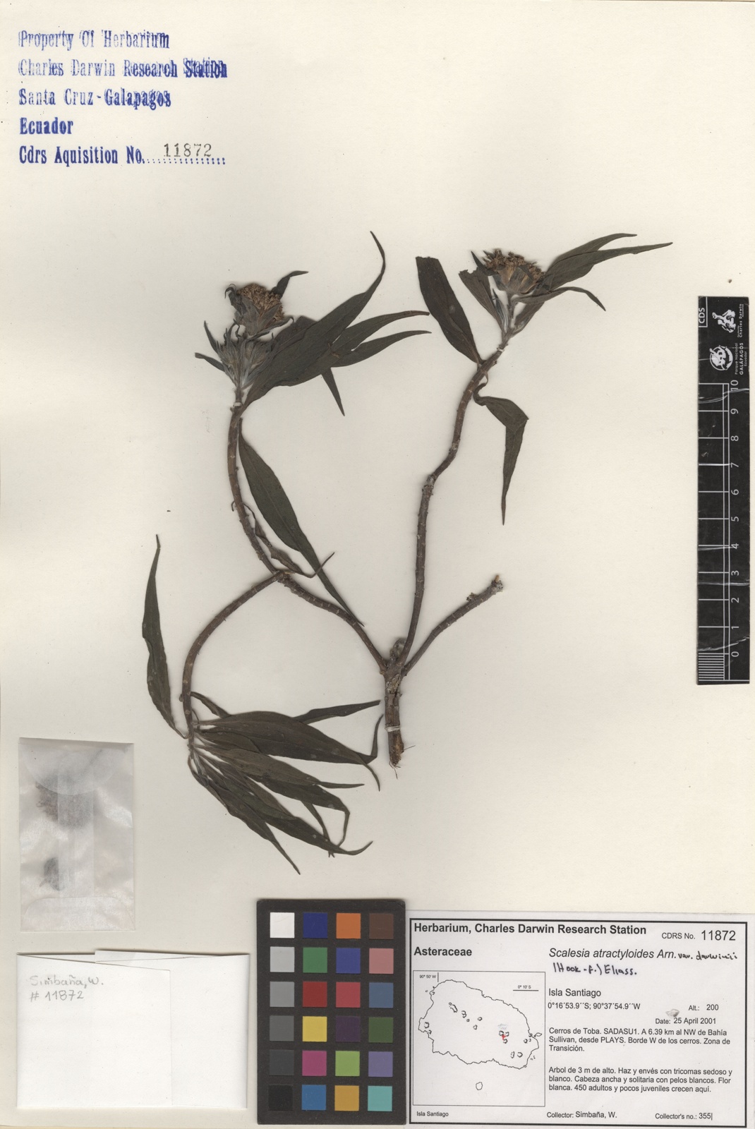 Scalesia atractyloides var. darwinii