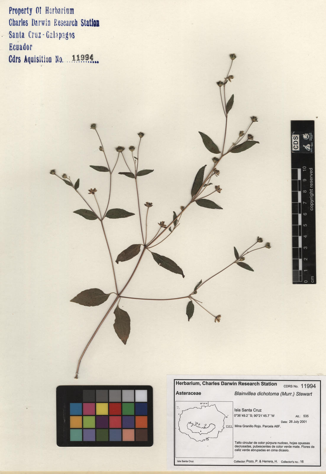 Blainvillea dichotoma