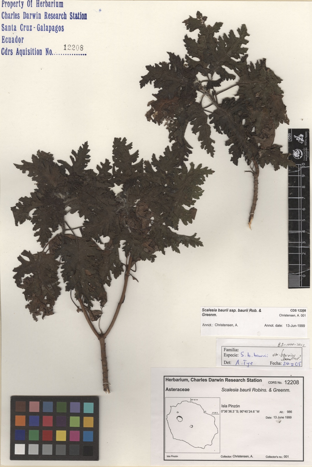 Scalesia baurii subsp. baurii