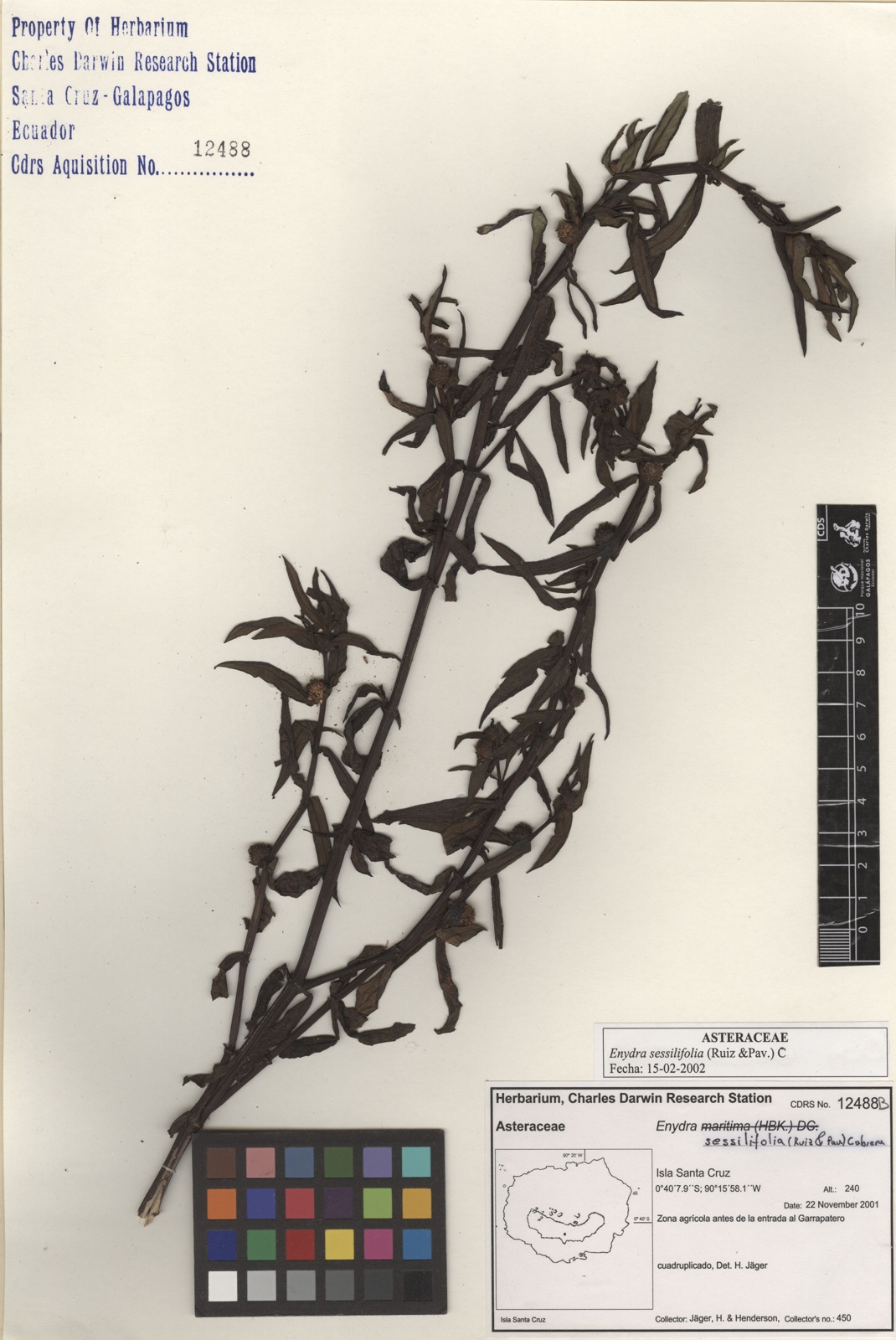 Enydra sessilifolia