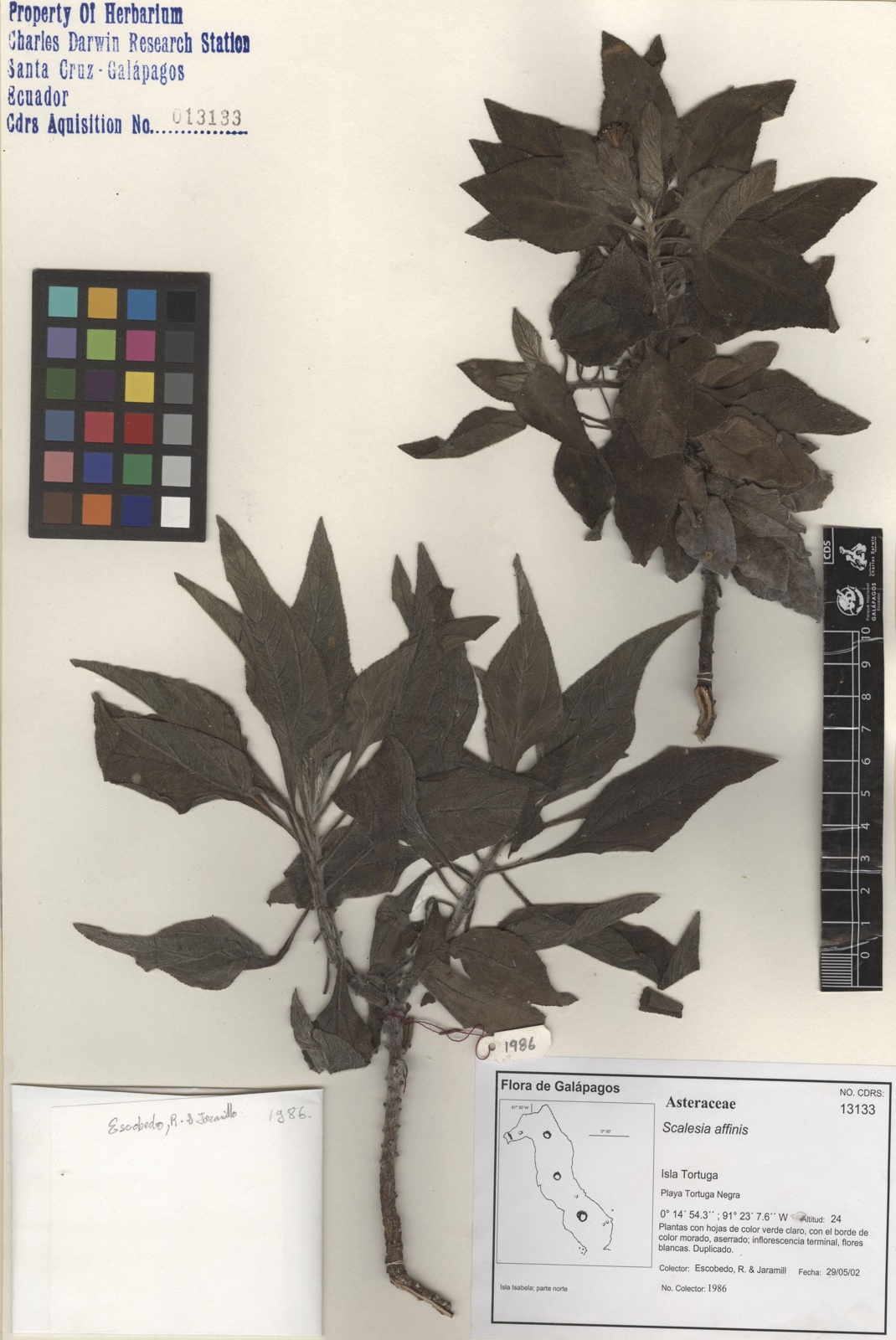 Scalesia affinis subsp. gummifera