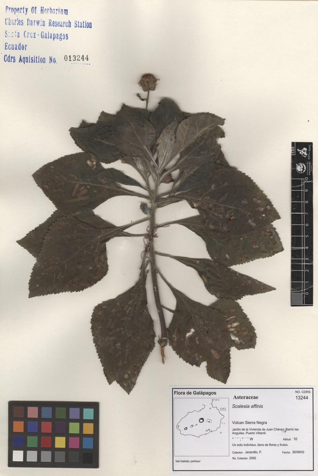 Scalesia affinis subsp. gummifera