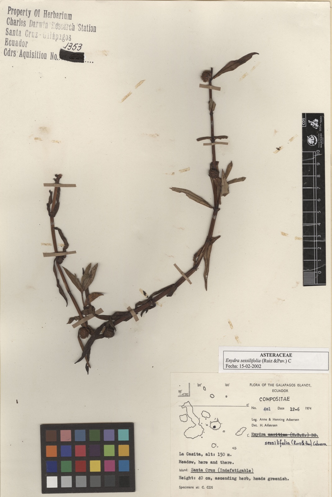 Enydra sessilifolia