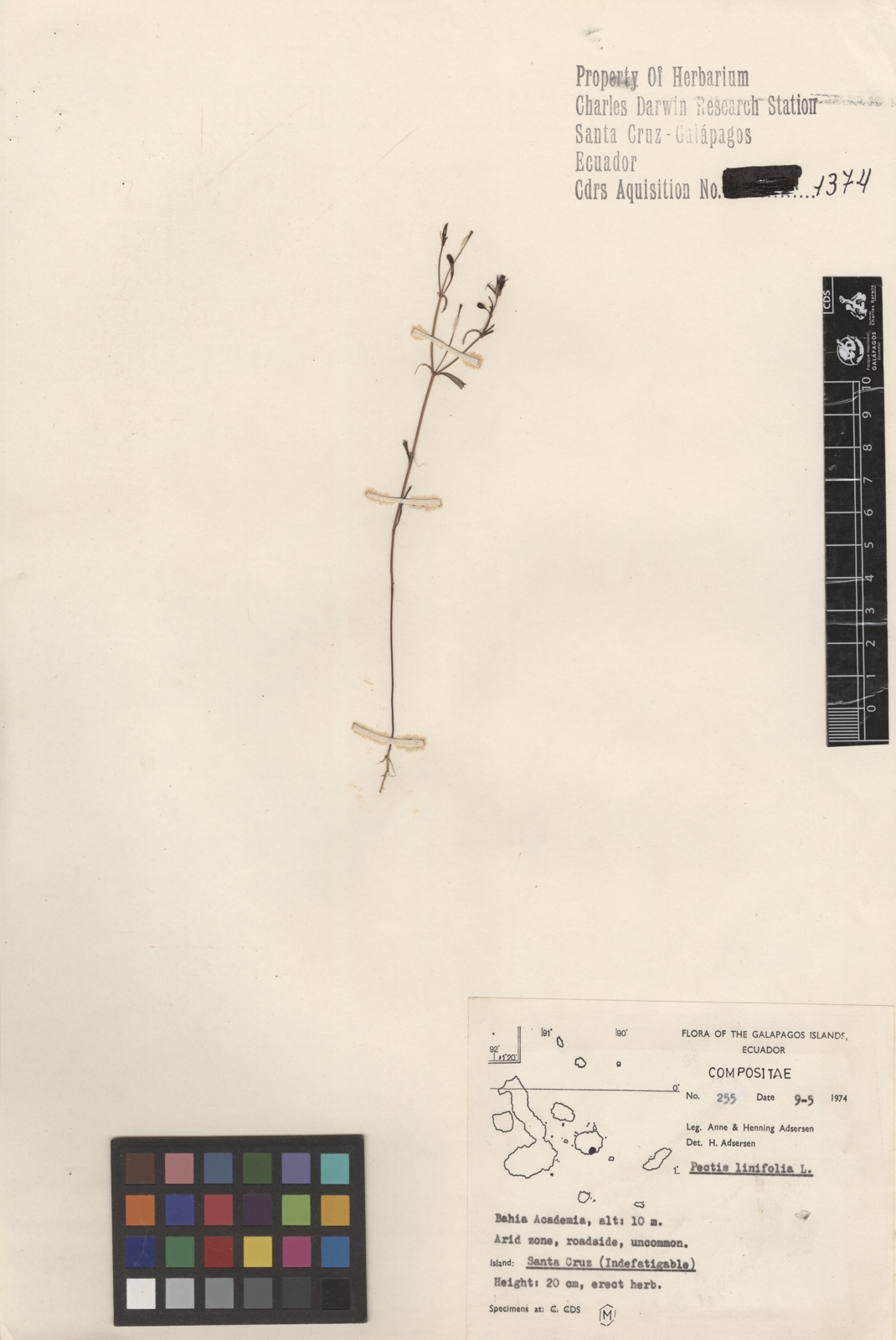 Pectis linifolia