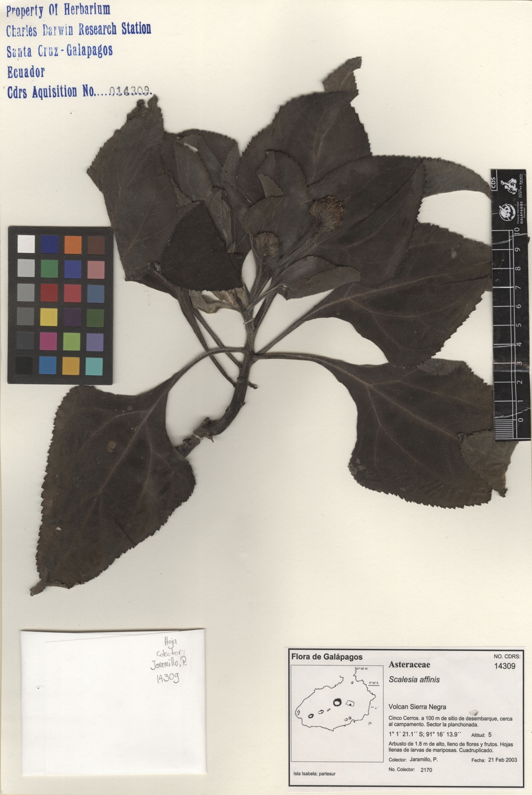 Scalesia affinis subsp. gummifera