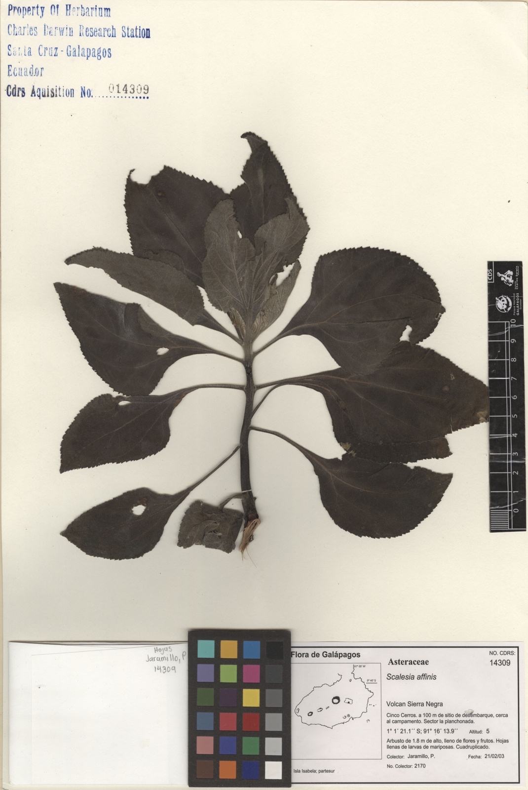 Scalesia affinis subsp. gummifera