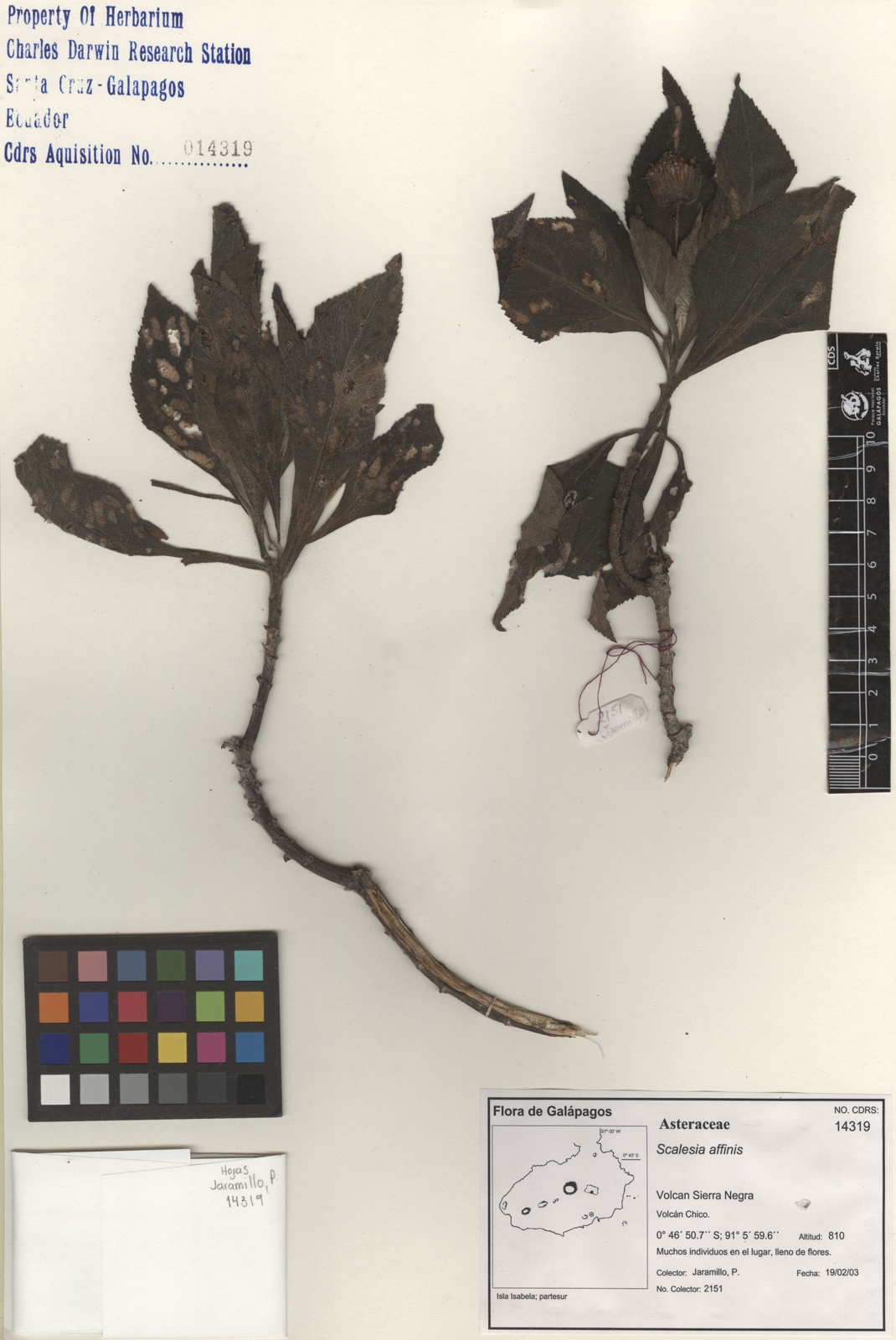 Scalesia affinis subsp. gummifera