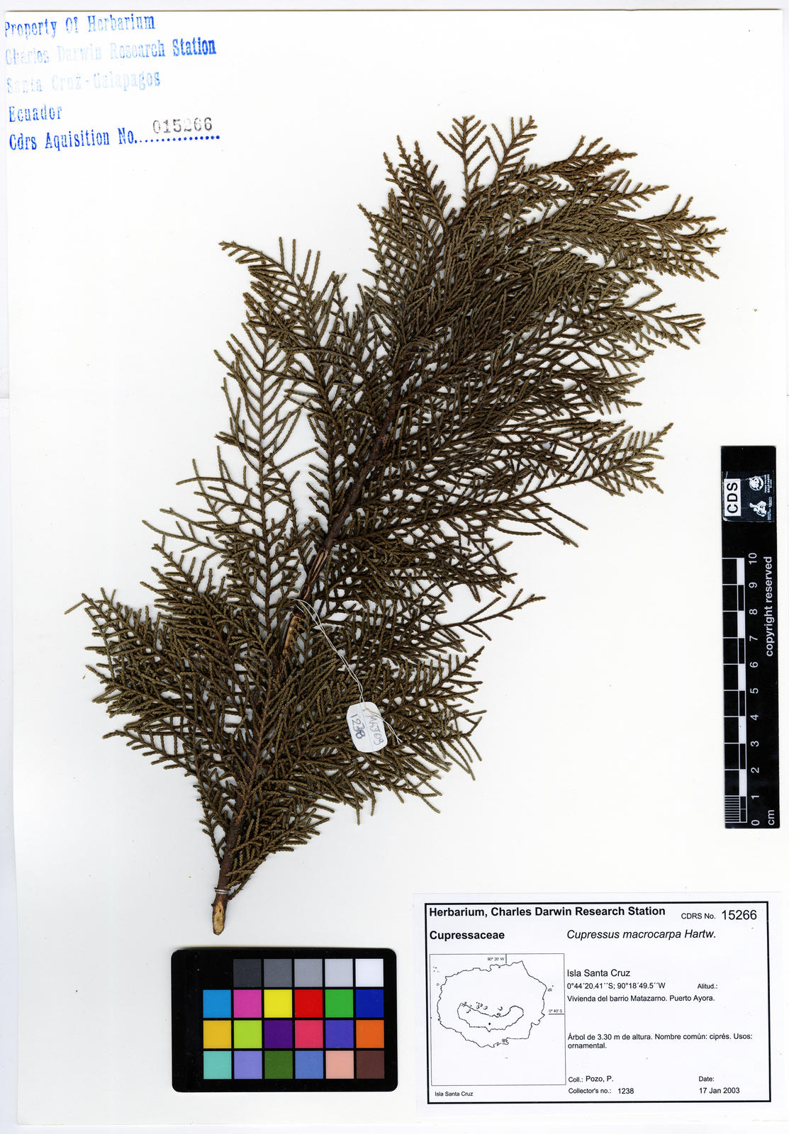 Cupressus macrocarpa
