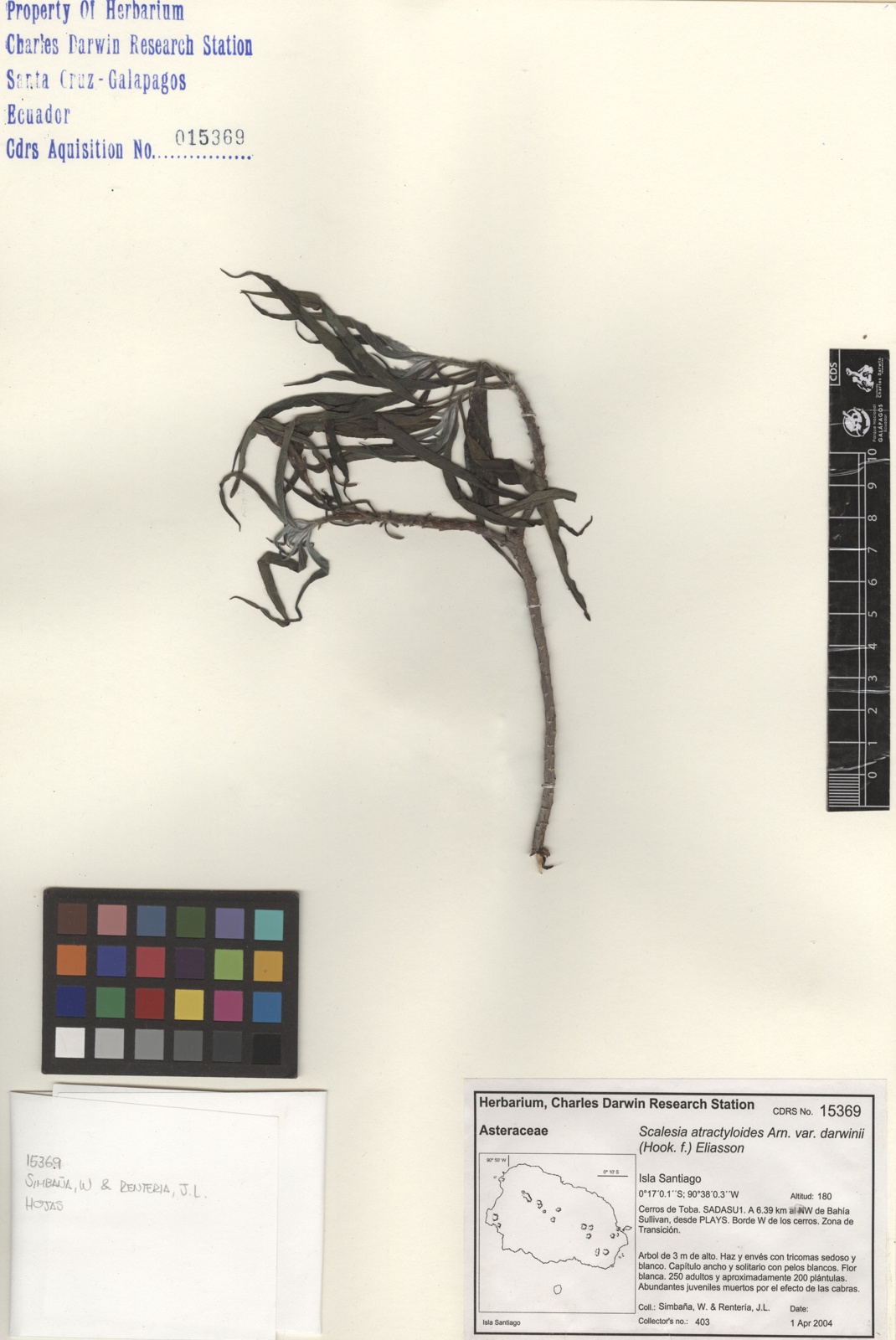 Scalesia atractyloides var. darwinii