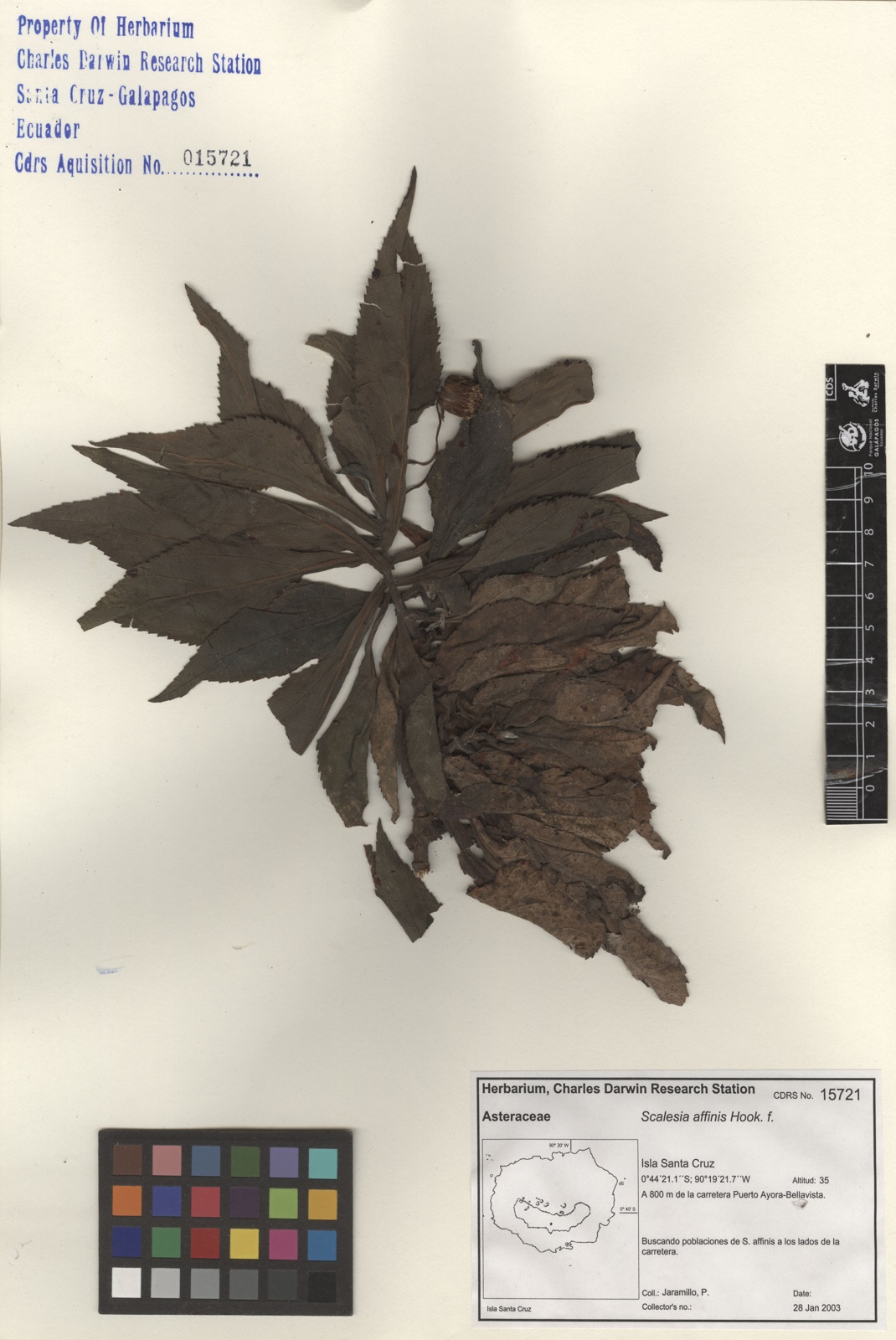 Scalesia affinis subsp. brachyloba