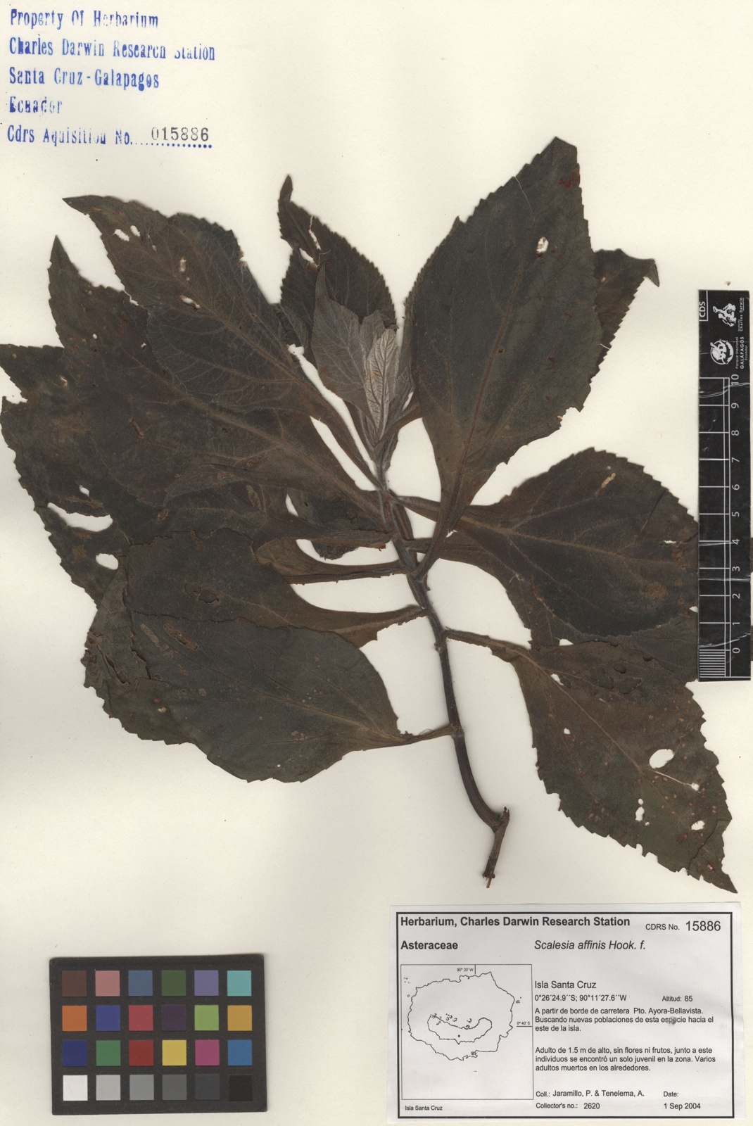 Scalesia affinis subsp. brachyloba