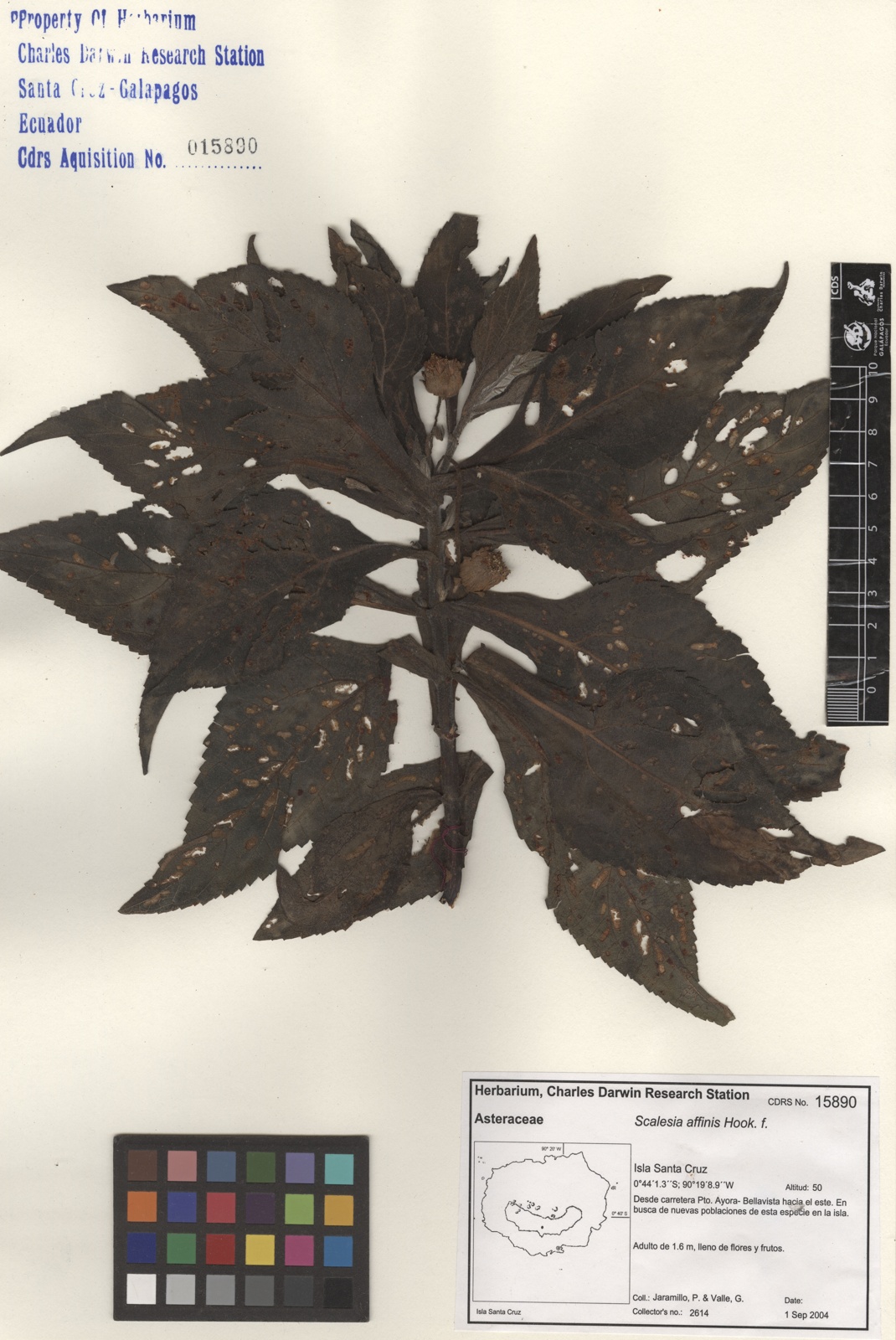 Scalesia affinis subsp. brachyloba