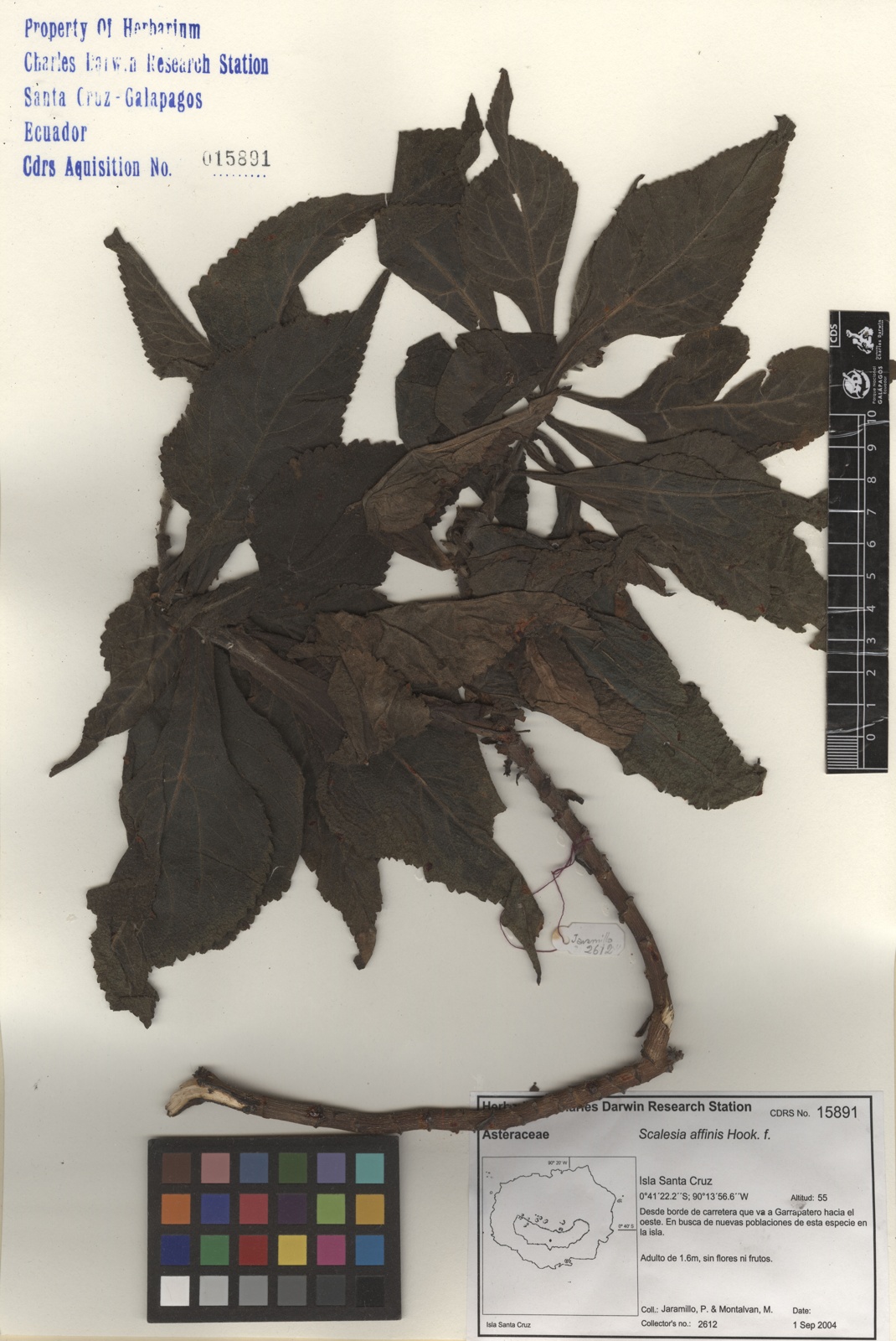 Scalesia affinis subsp. brachyloba